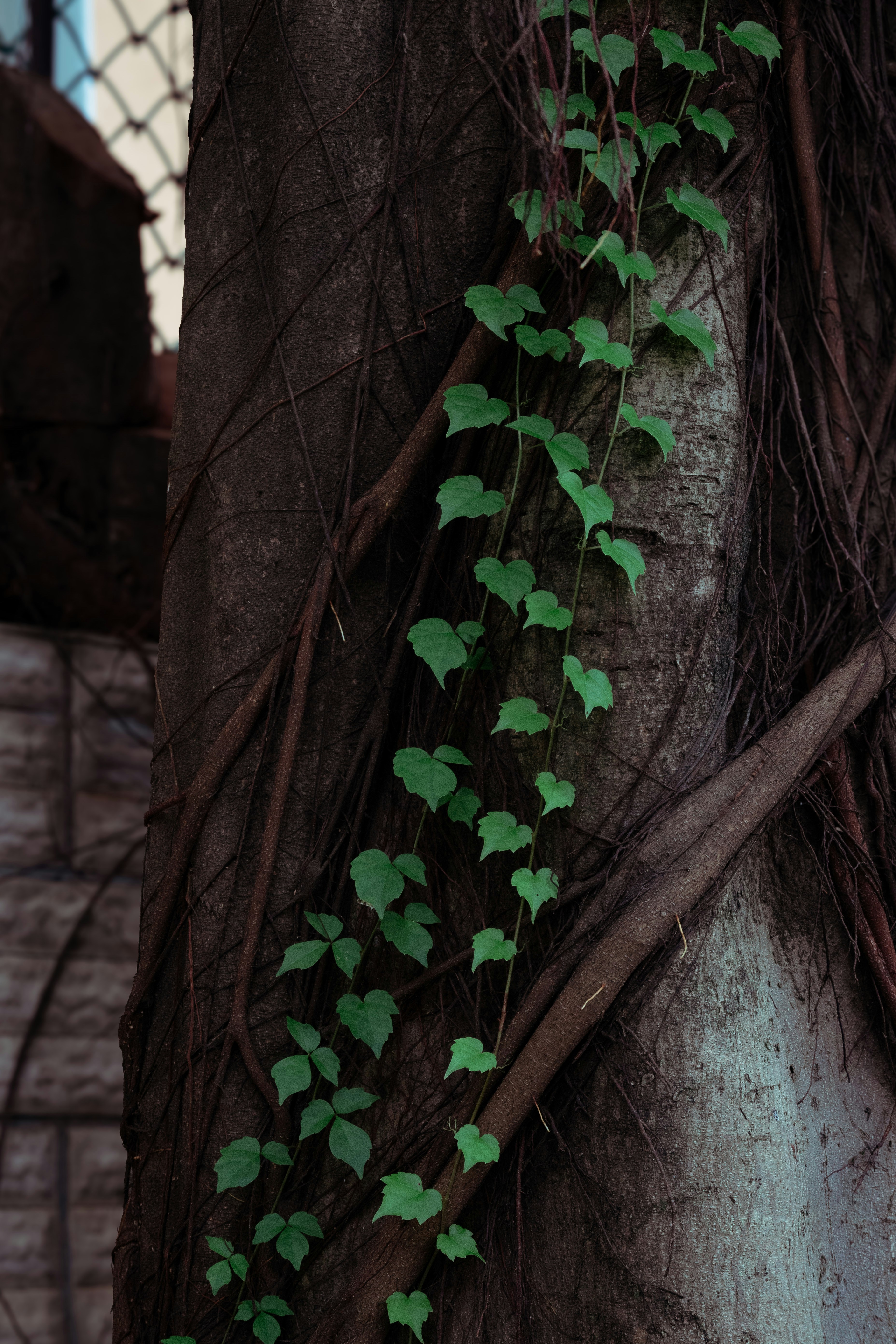 Vibrant green ivy climbs a textured, weathered tree trunk, casting subtle shadows in muted light. The scene emphasizes natural texture and quiet resilience.