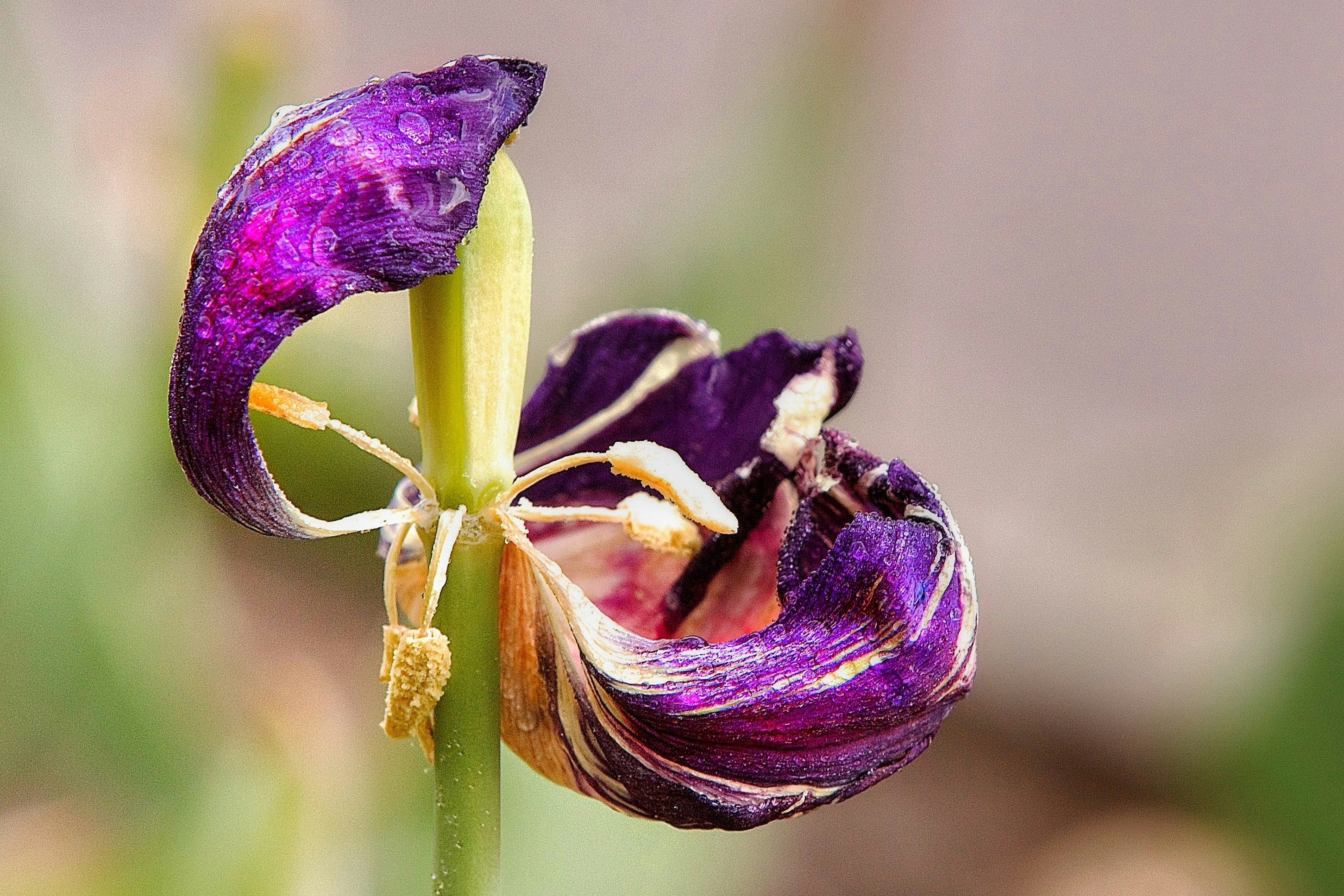 Crushed Velvet: A Macro Portrait of a Withered Purple Iris