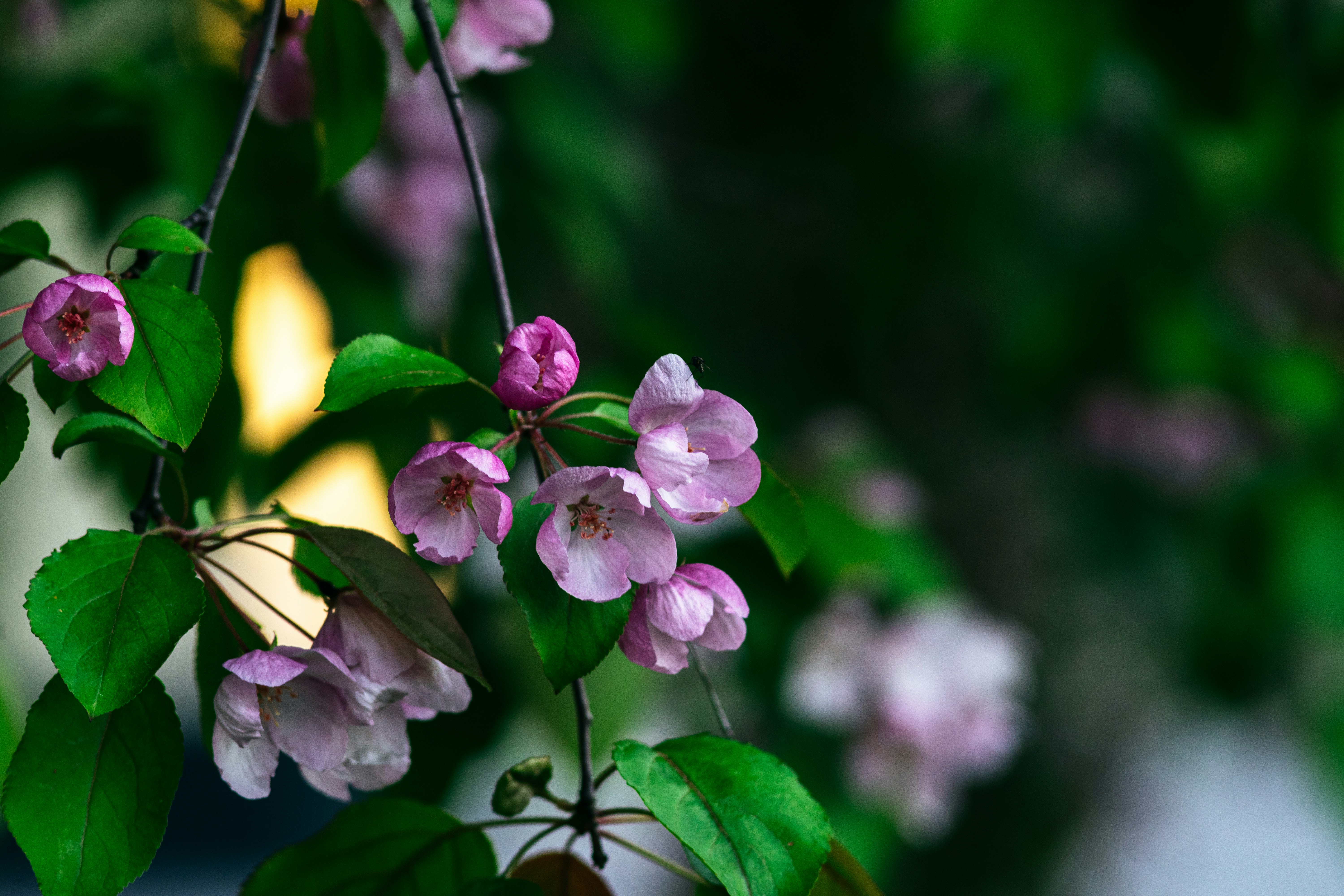 Petal Lanterns on a Quiet Vine