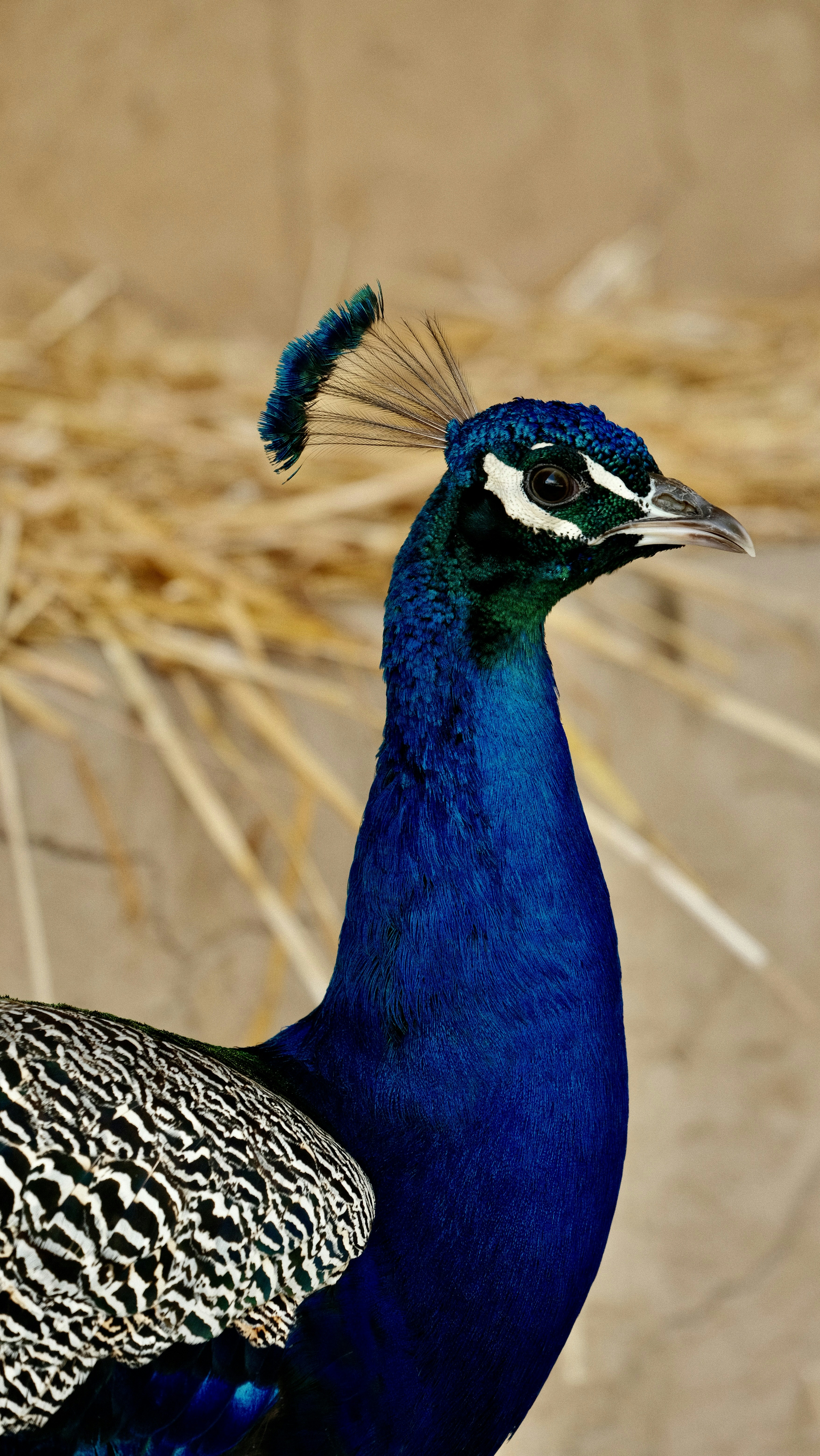 Cobalt Crown: Close-Up Portrait of a Peacock's Sapphire Plumage