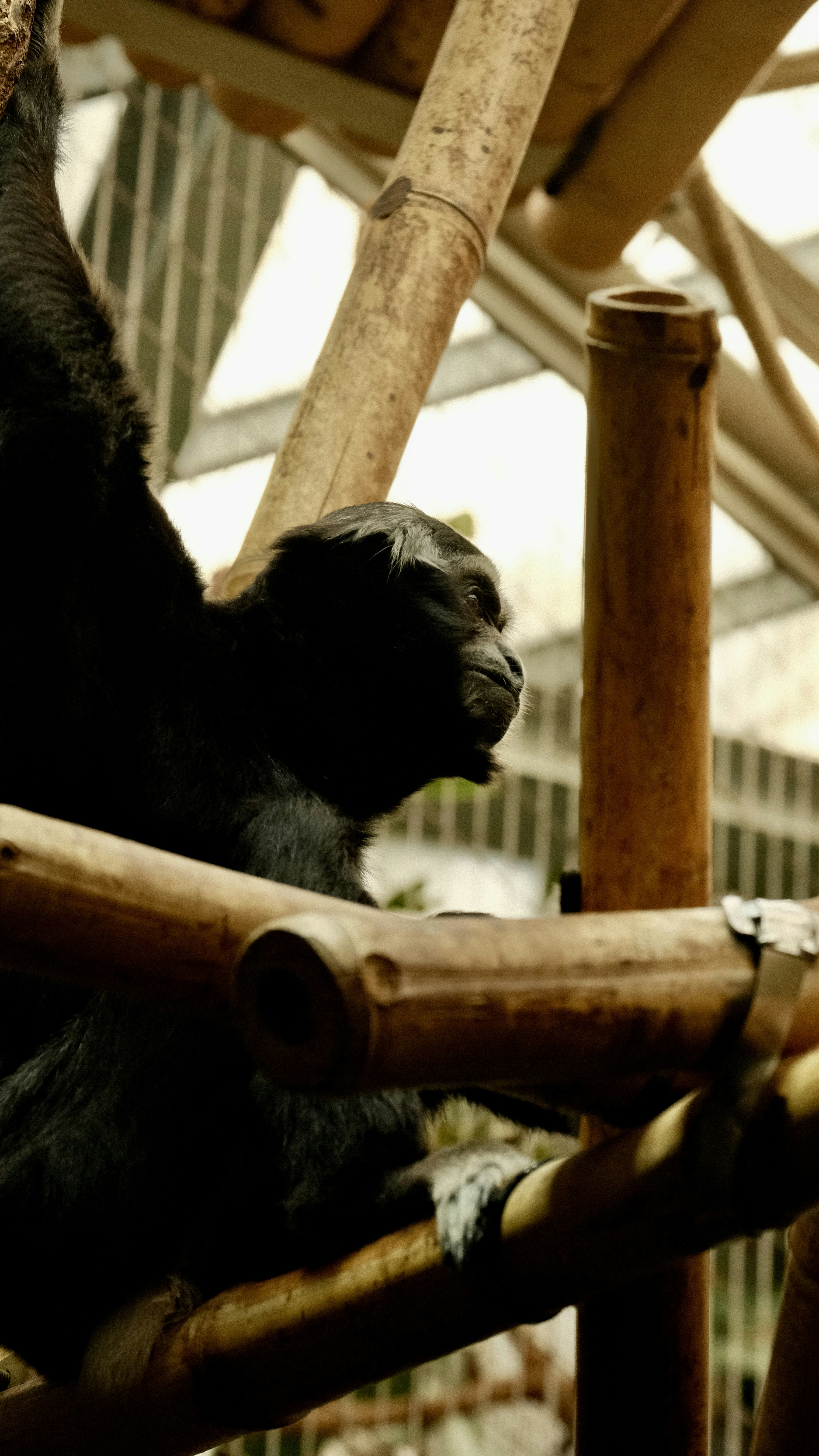 Gibbon Cub Perched Among Bamboo Play Frames