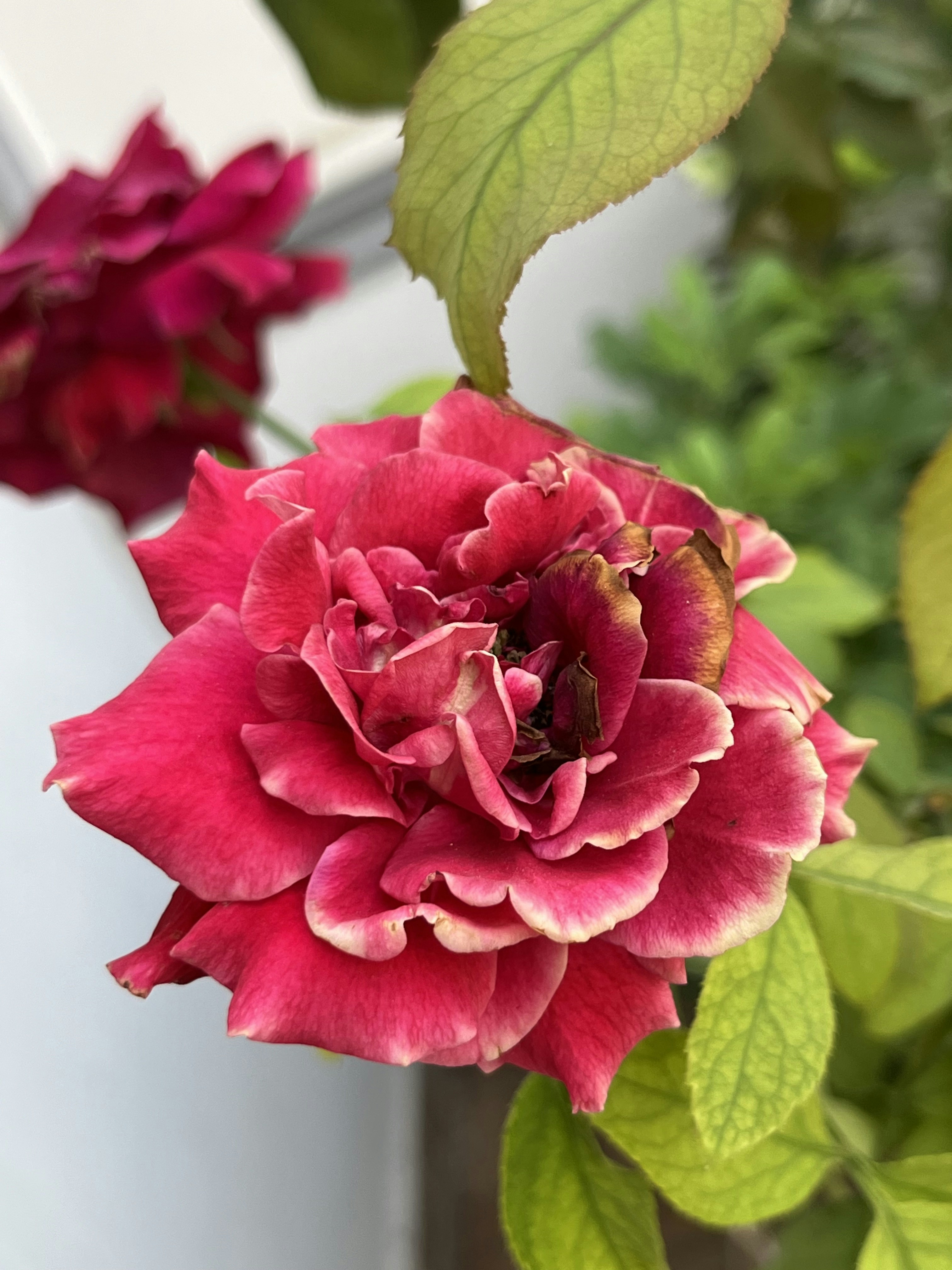 Velvet Crimson: a close-up rose with serrated petals