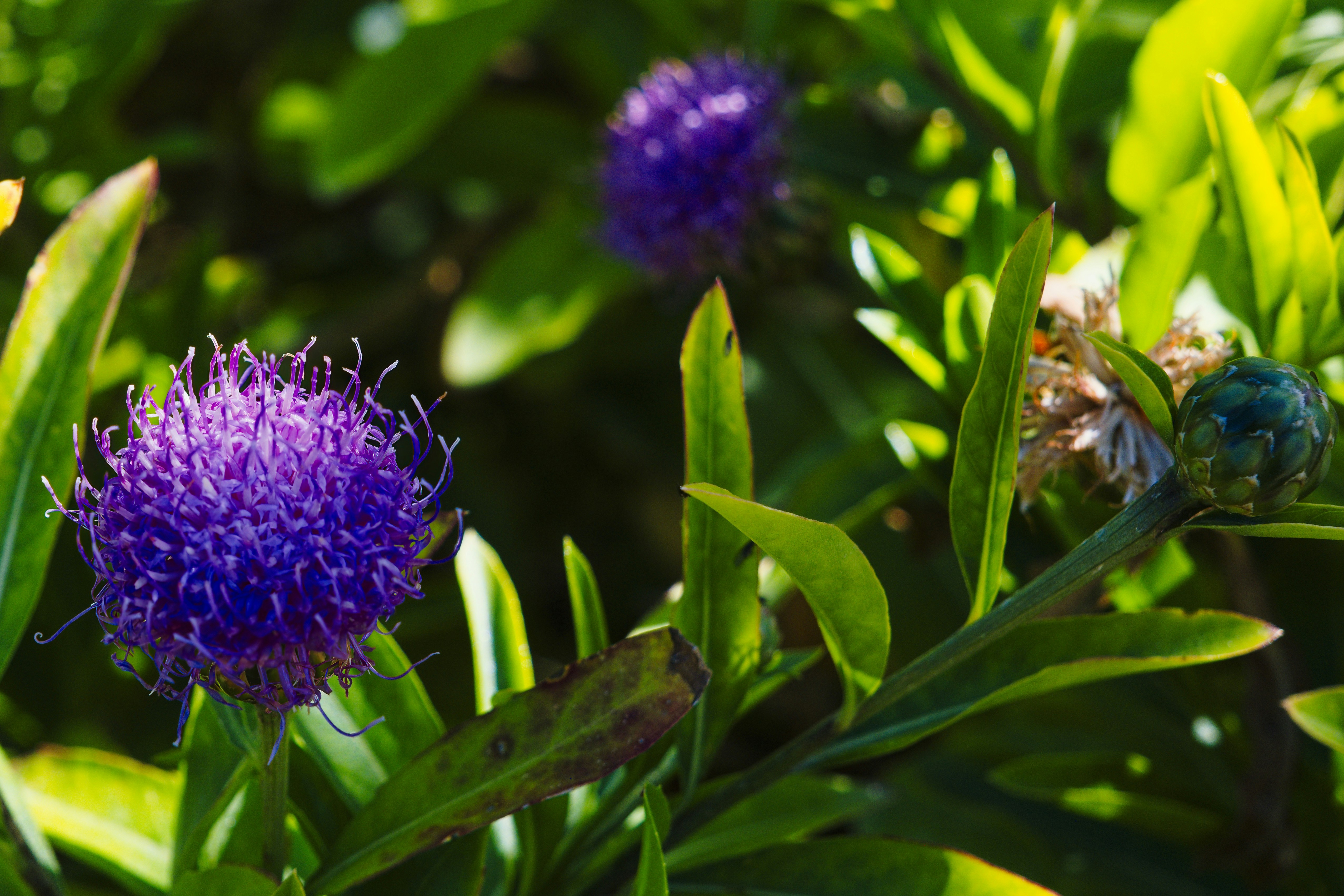 Glow of the Globe: Violet Globe Thistle Framed by Sunlit Leaves