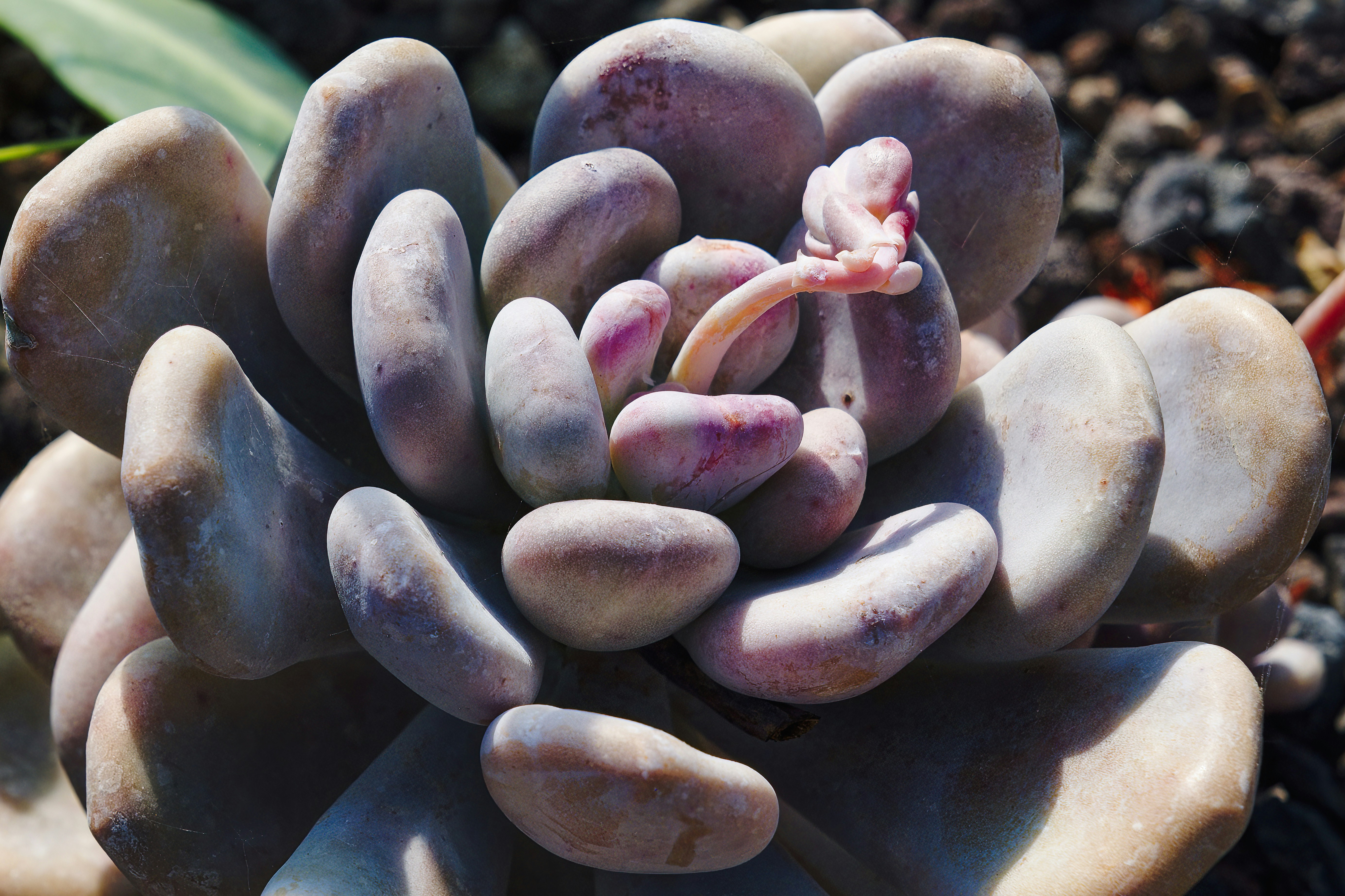 Soft Echo of Marble Lilac: A Succulent Rosette in Focus