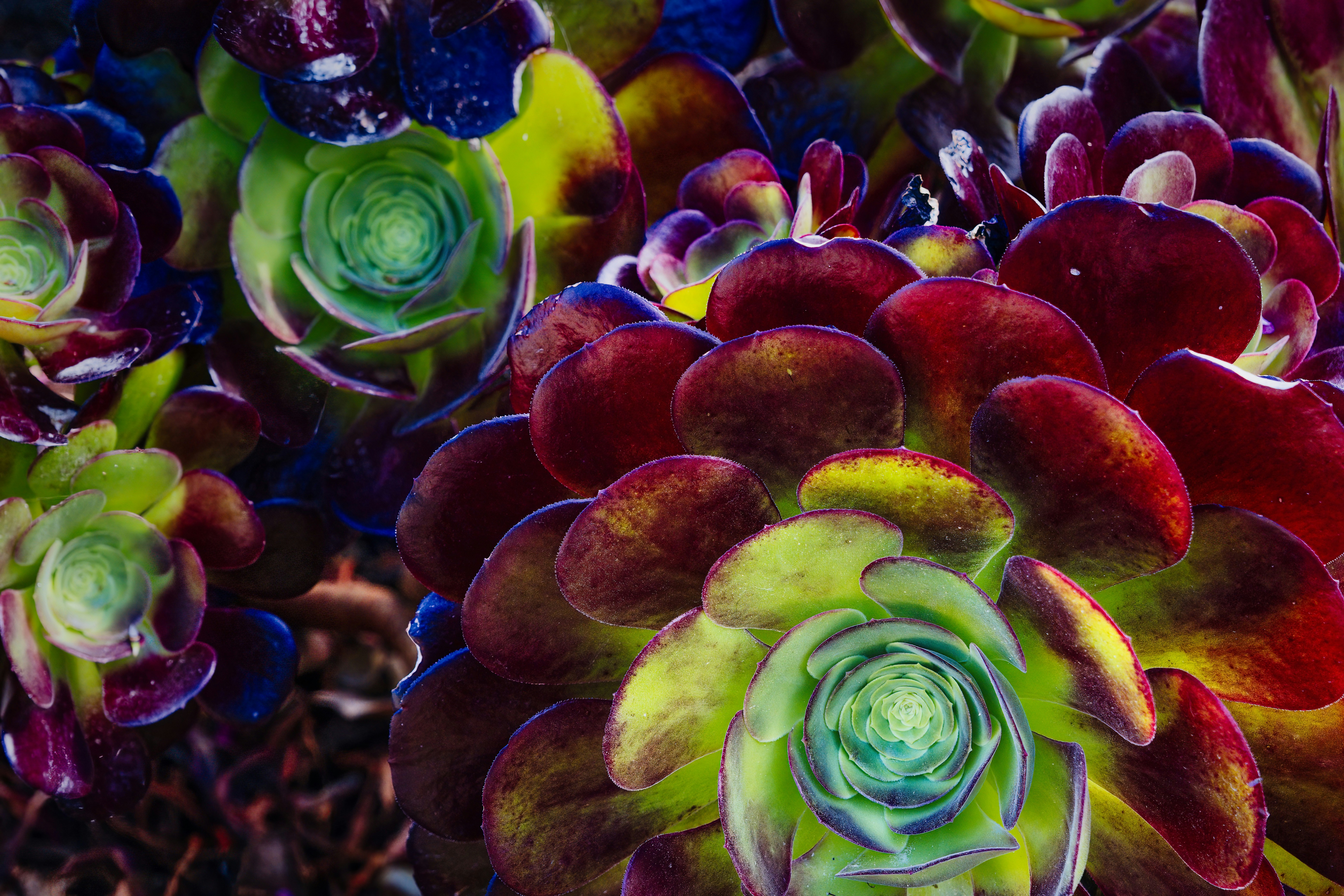 Colorful succulents with green rosettes and purple-red leaves in bright sunlight.
