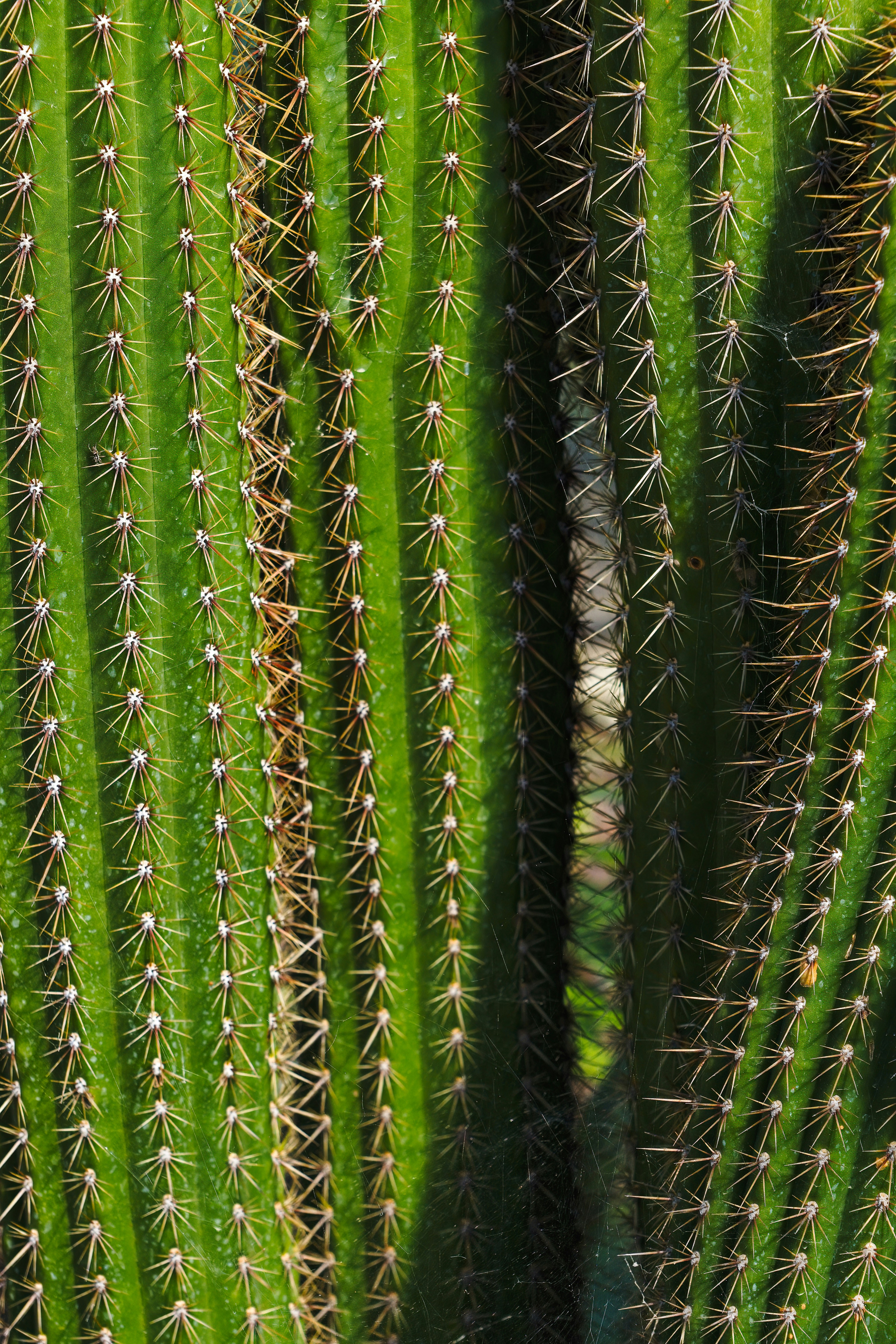 A close up of a large green cactus photo – Free Green Image on Unsplash