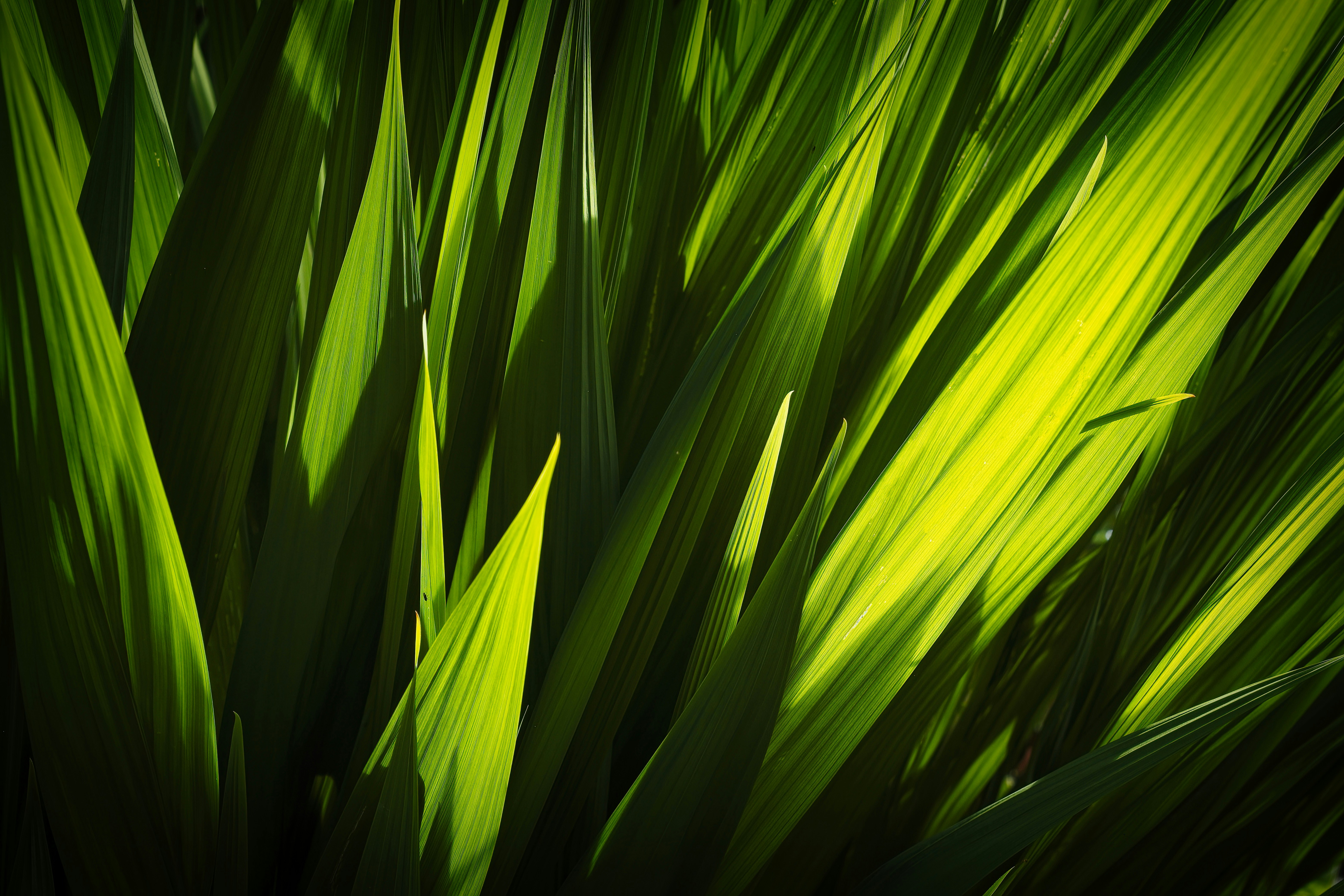 Lush Green Blades of Grass in Sunlight - A close-up view of long, thin green blades of grass bathed in the warm light of the sun. The blades are arranged in a vertical pattern, creating a sense of depth and texture. The sun highlights the individual blades, creating a vibrant green glow.