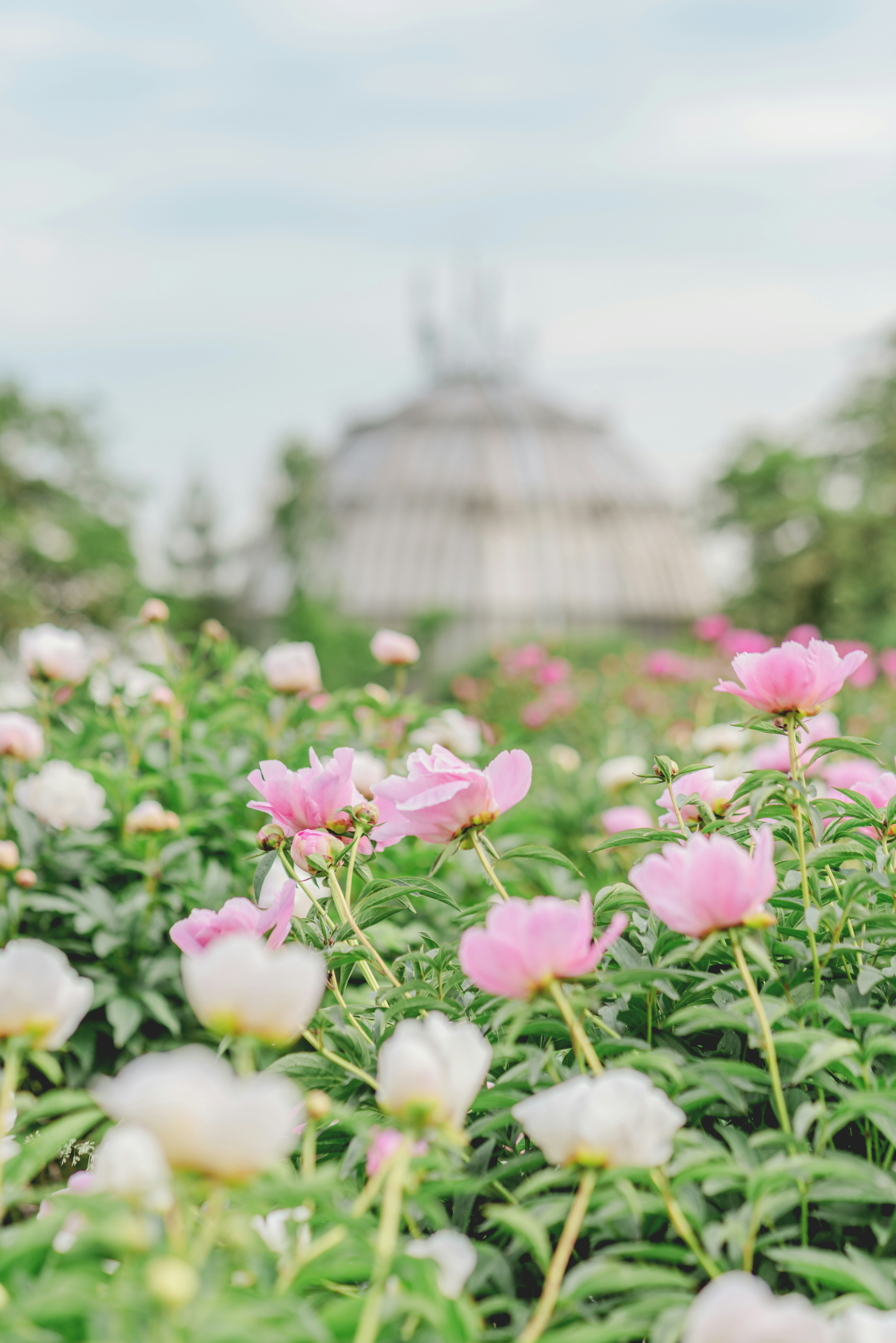 Un champ plein de fleurs roses et blanches photo – Image gratuite de ...