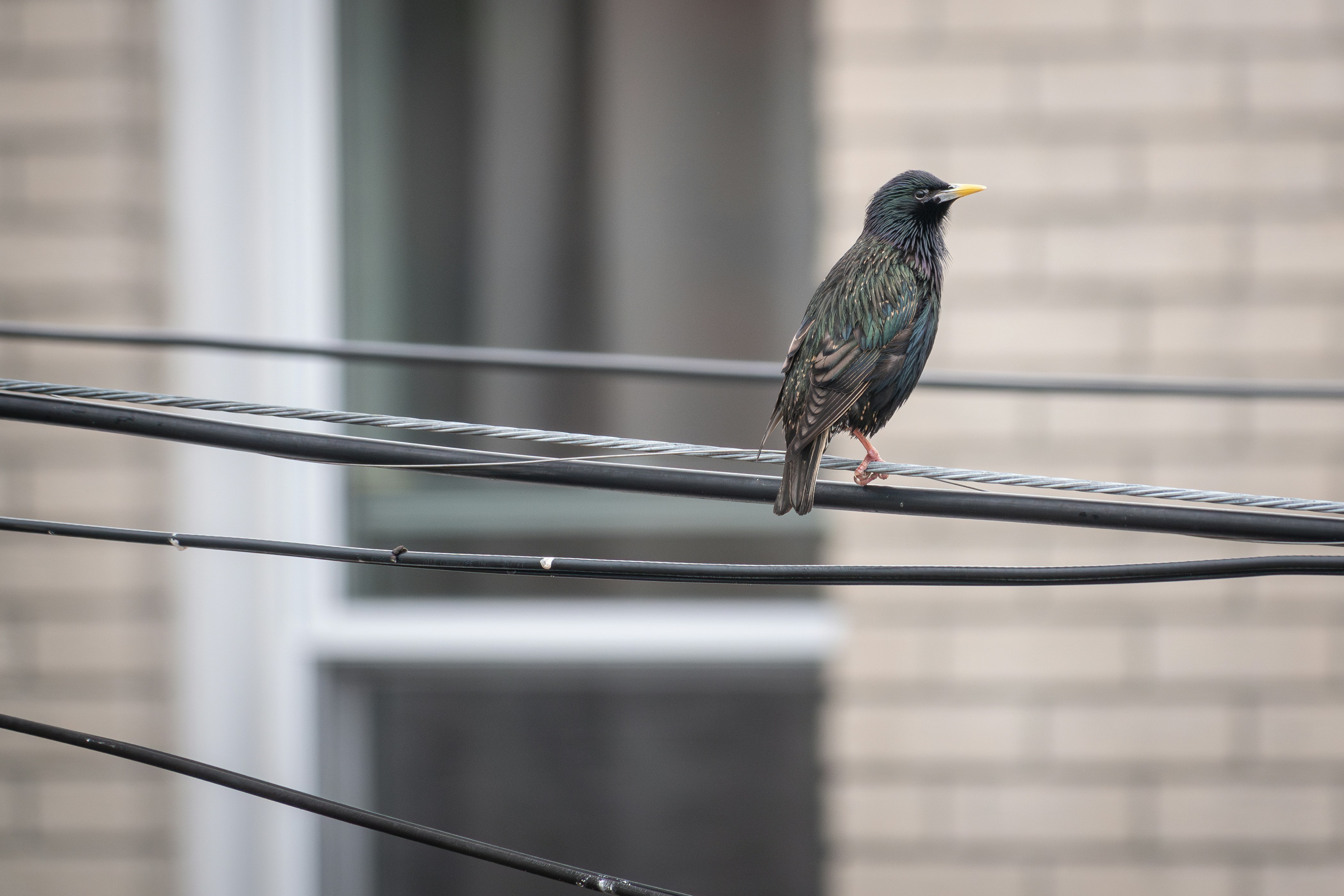 Iridescent Starling on a Tangle of Urban Wires