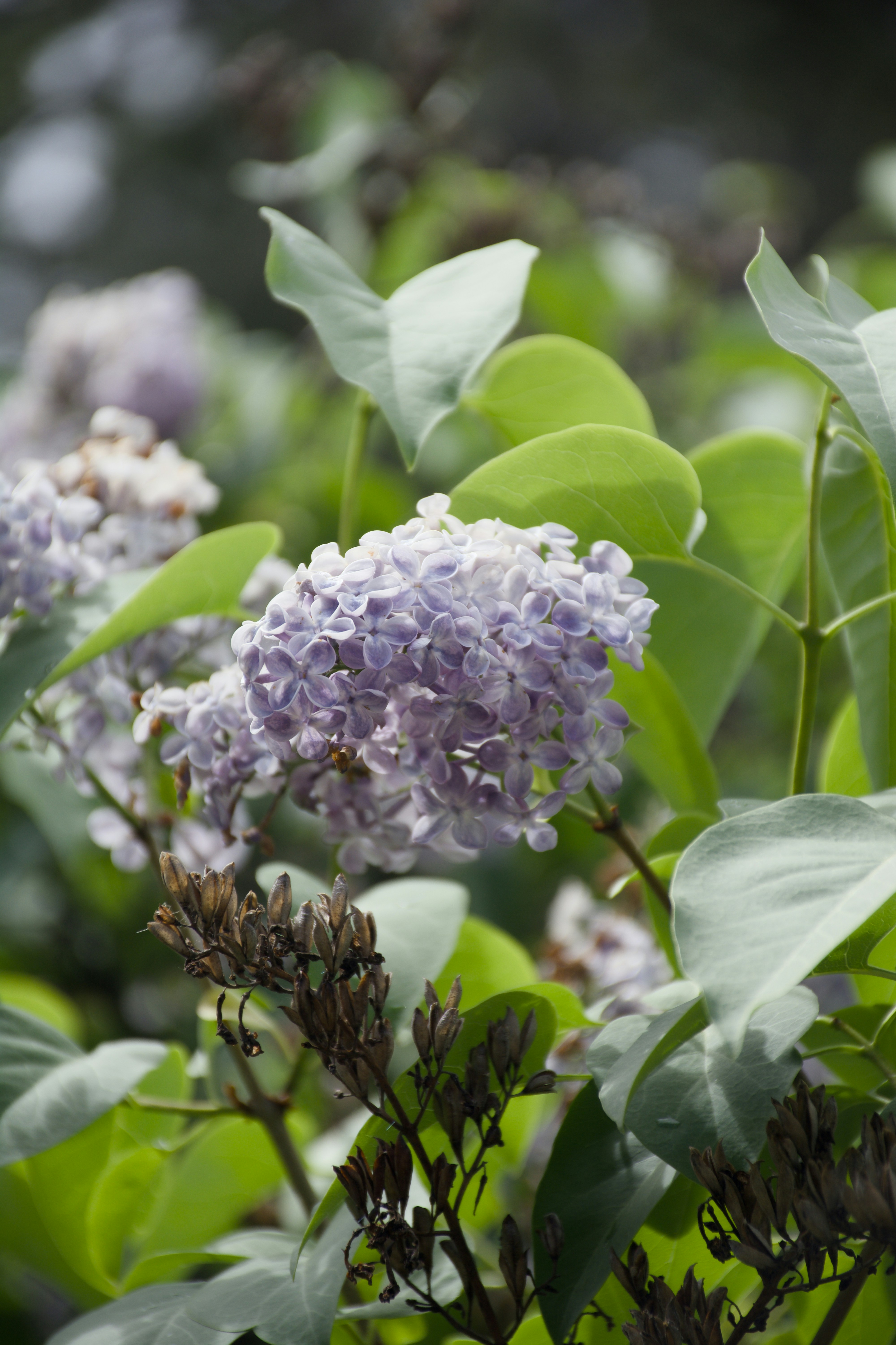 Midday Lilac: A Quiet Burst of Purple Amid Green Foliage