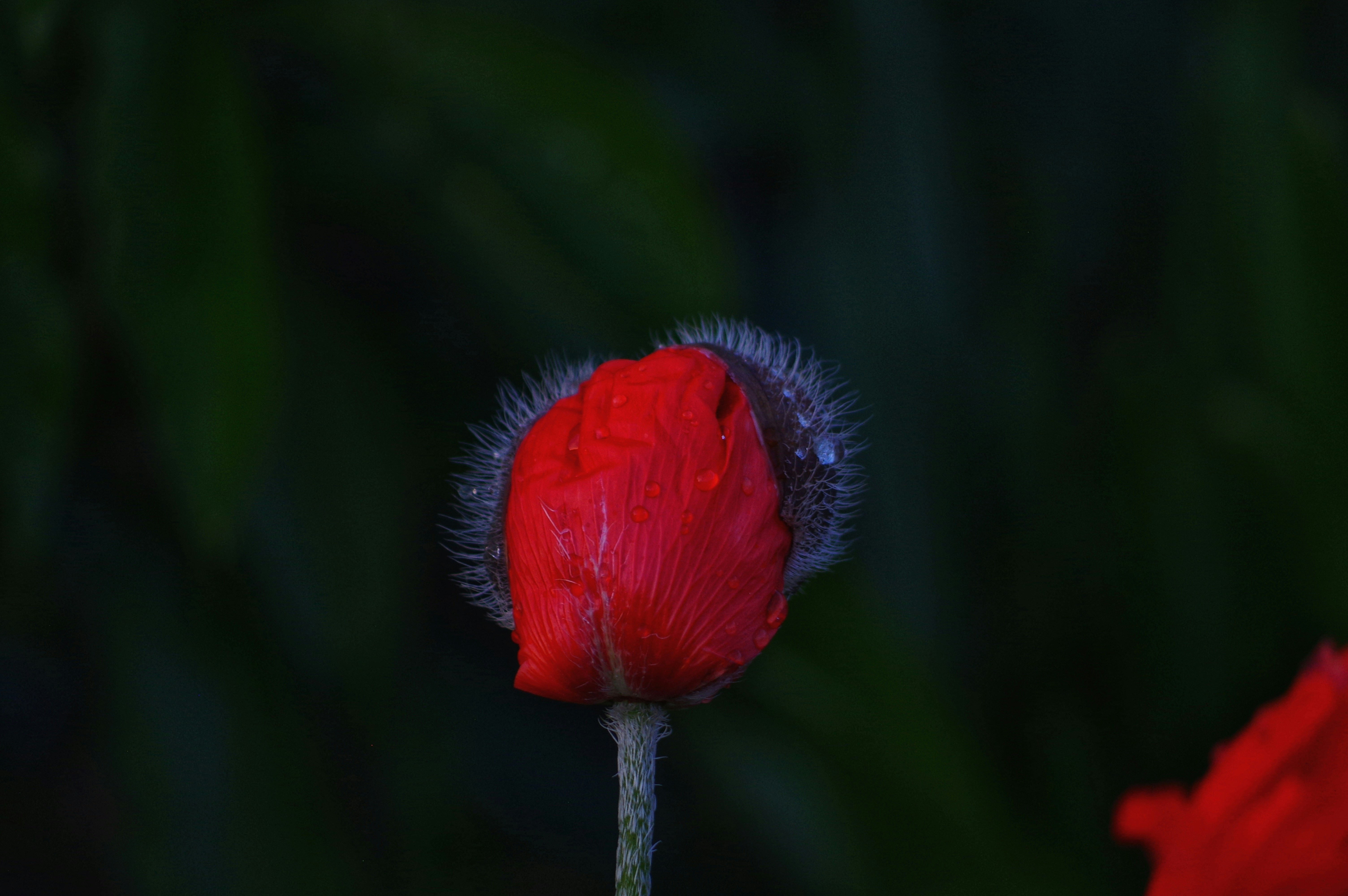 Crimson Poppy Bud in Velvet Darkness