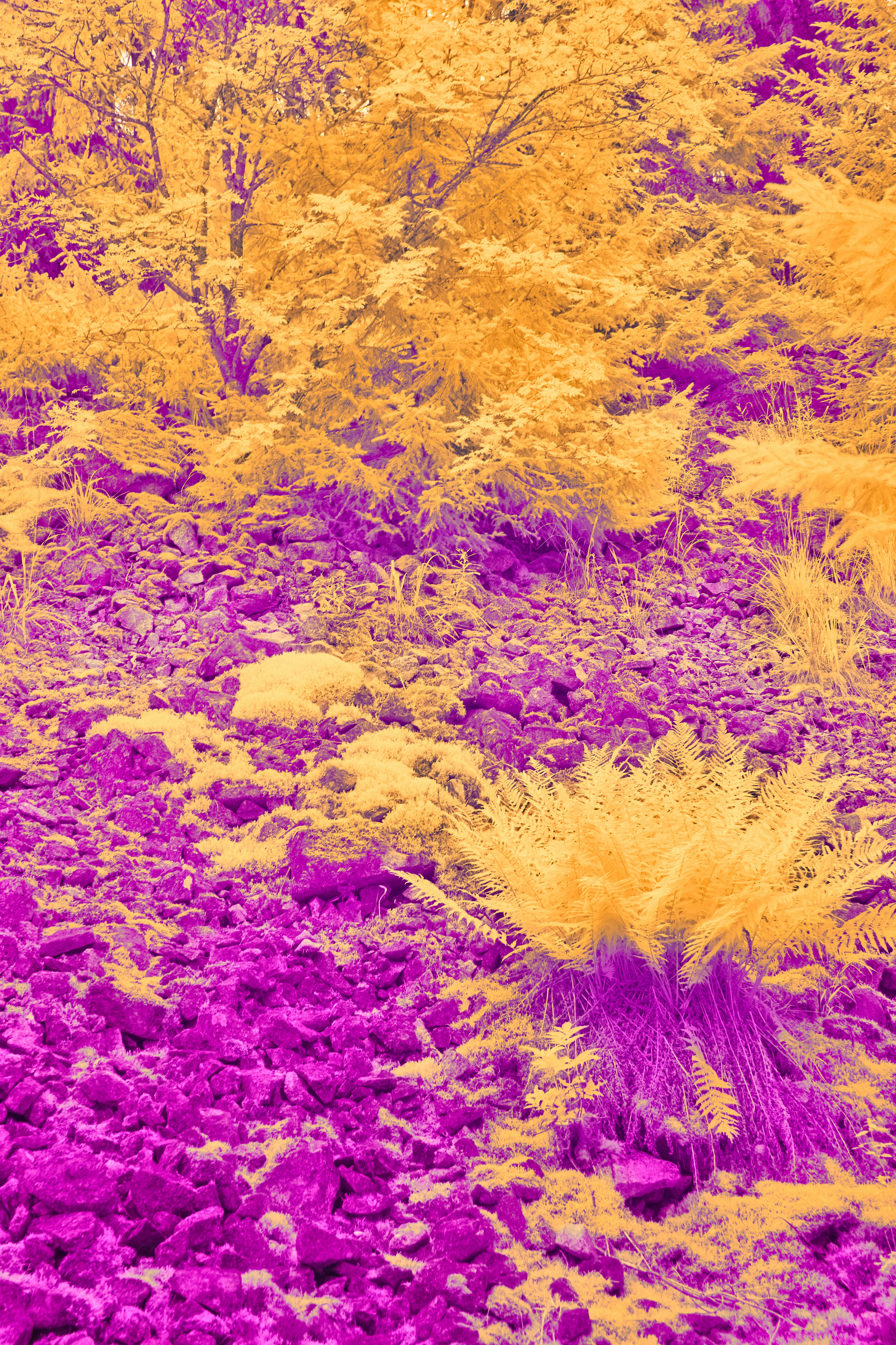 Photo by Wolfgang Hasselmann with Sony Alpha 7 IV