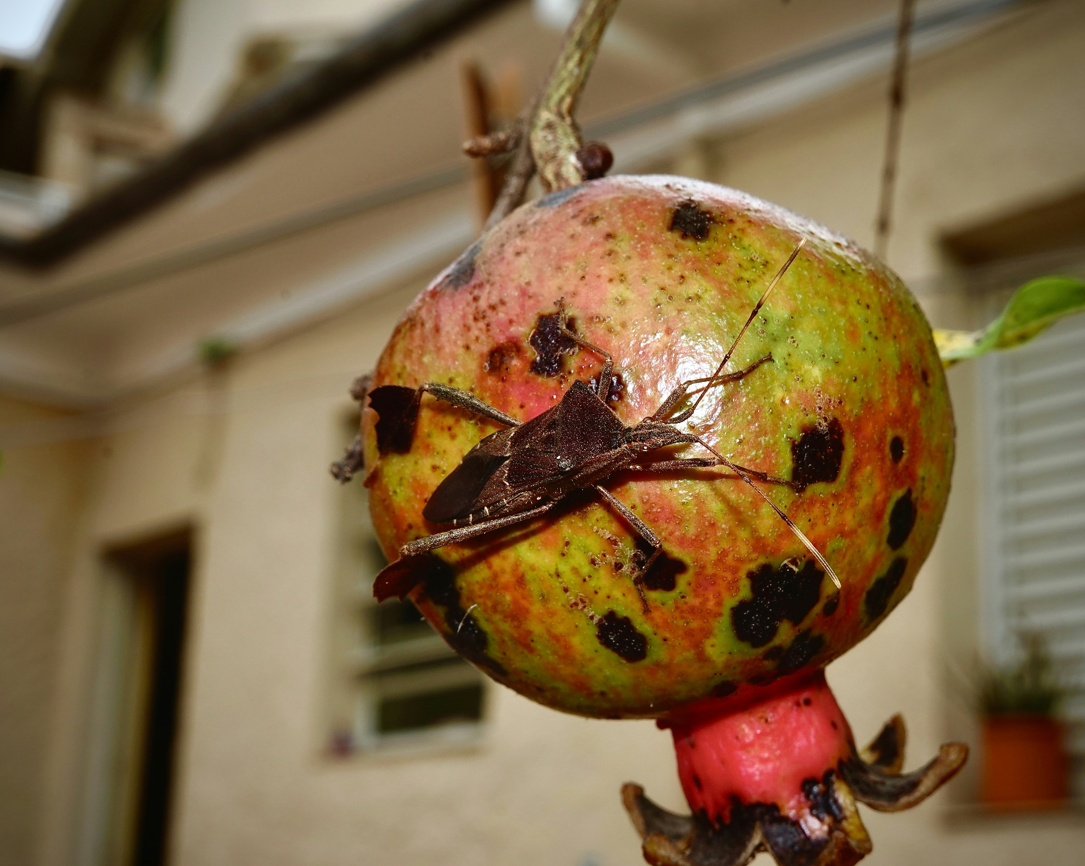 Photo by Danilo Lessa Bernardineli with Sony Cyber-shot RX100 VI