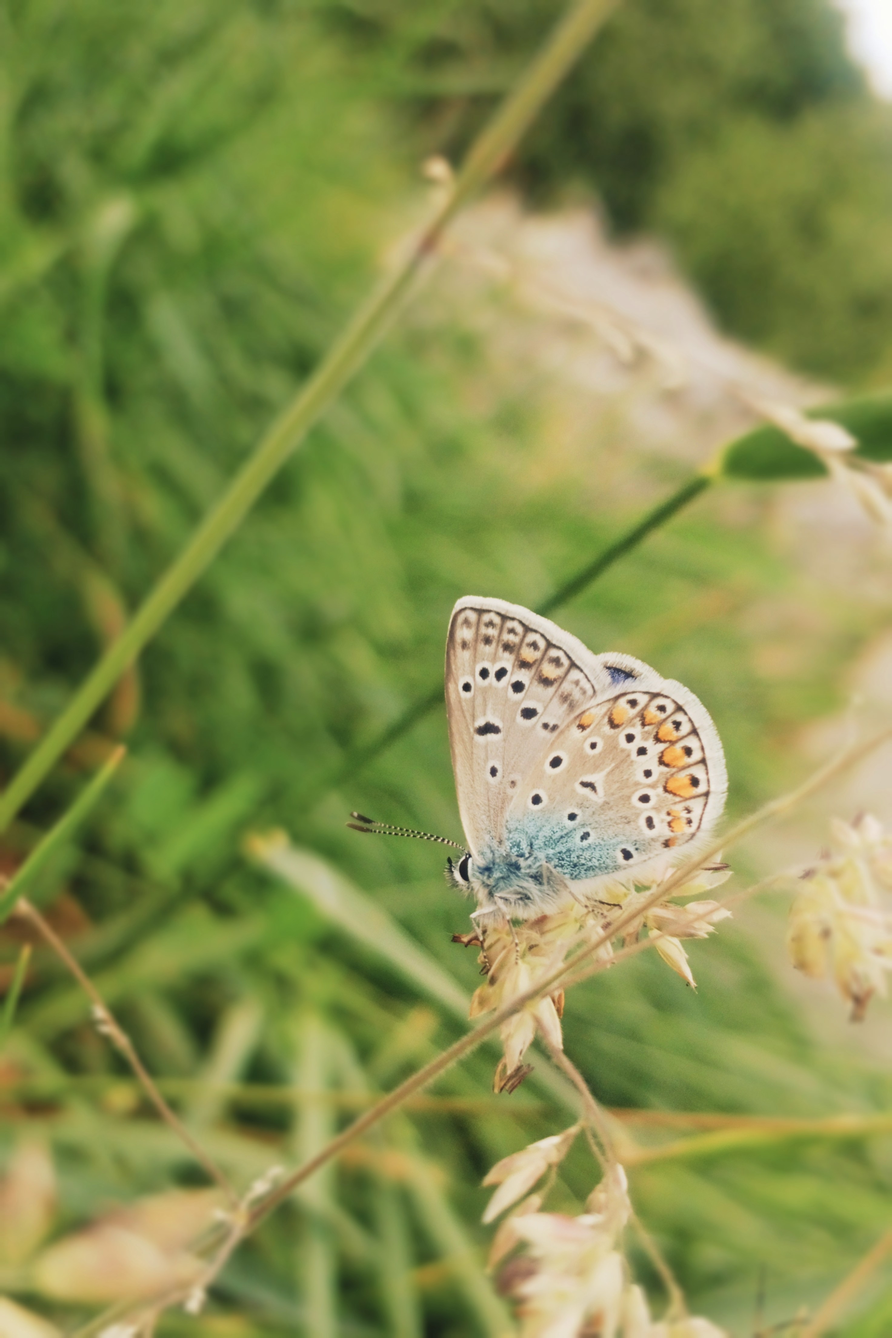 Butterfly Nature Pictures | Download Free Images on Unsplash