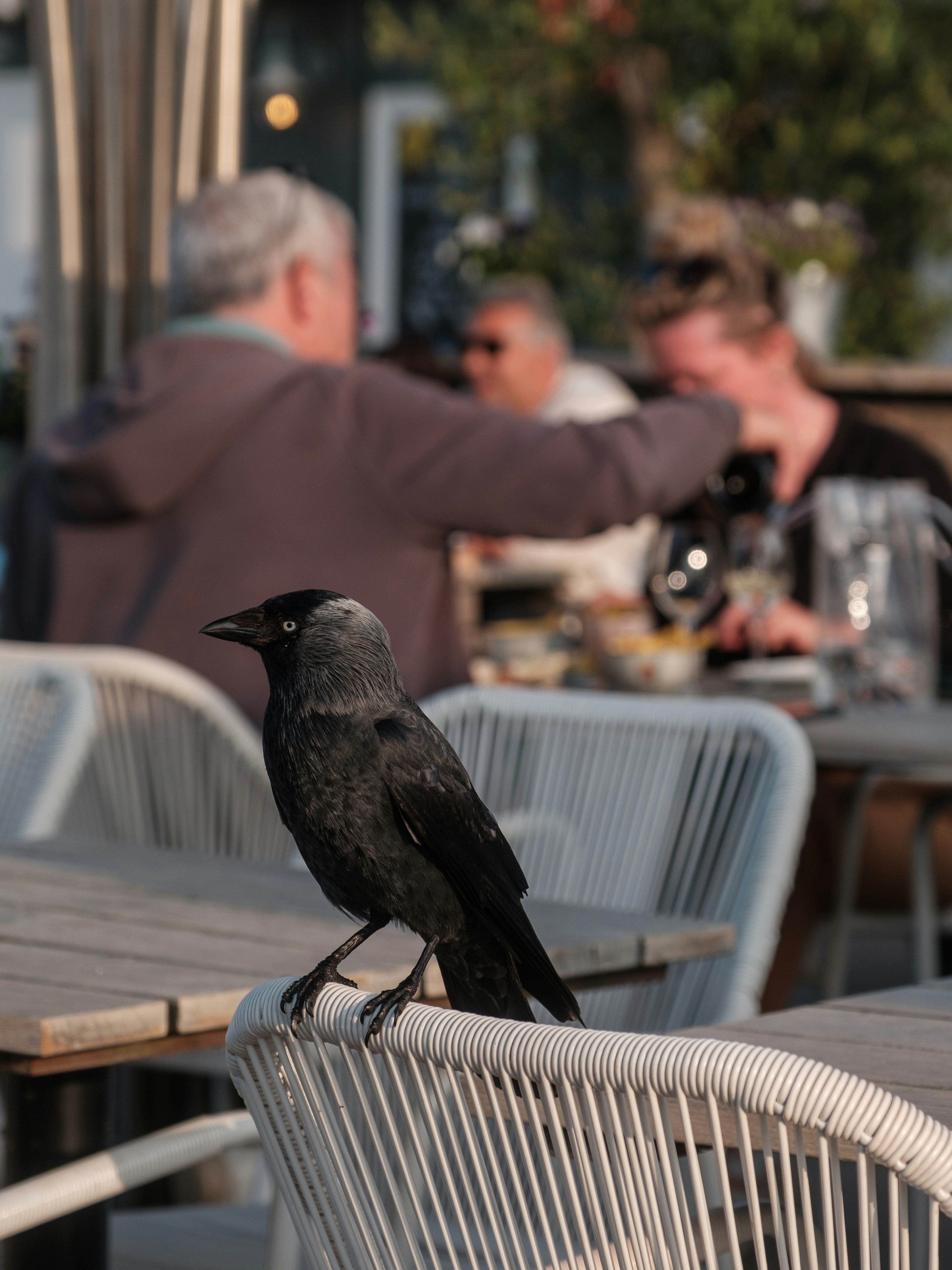 Raven Over the Patio Rail: A Quiet Moment Amid Cafe Blur