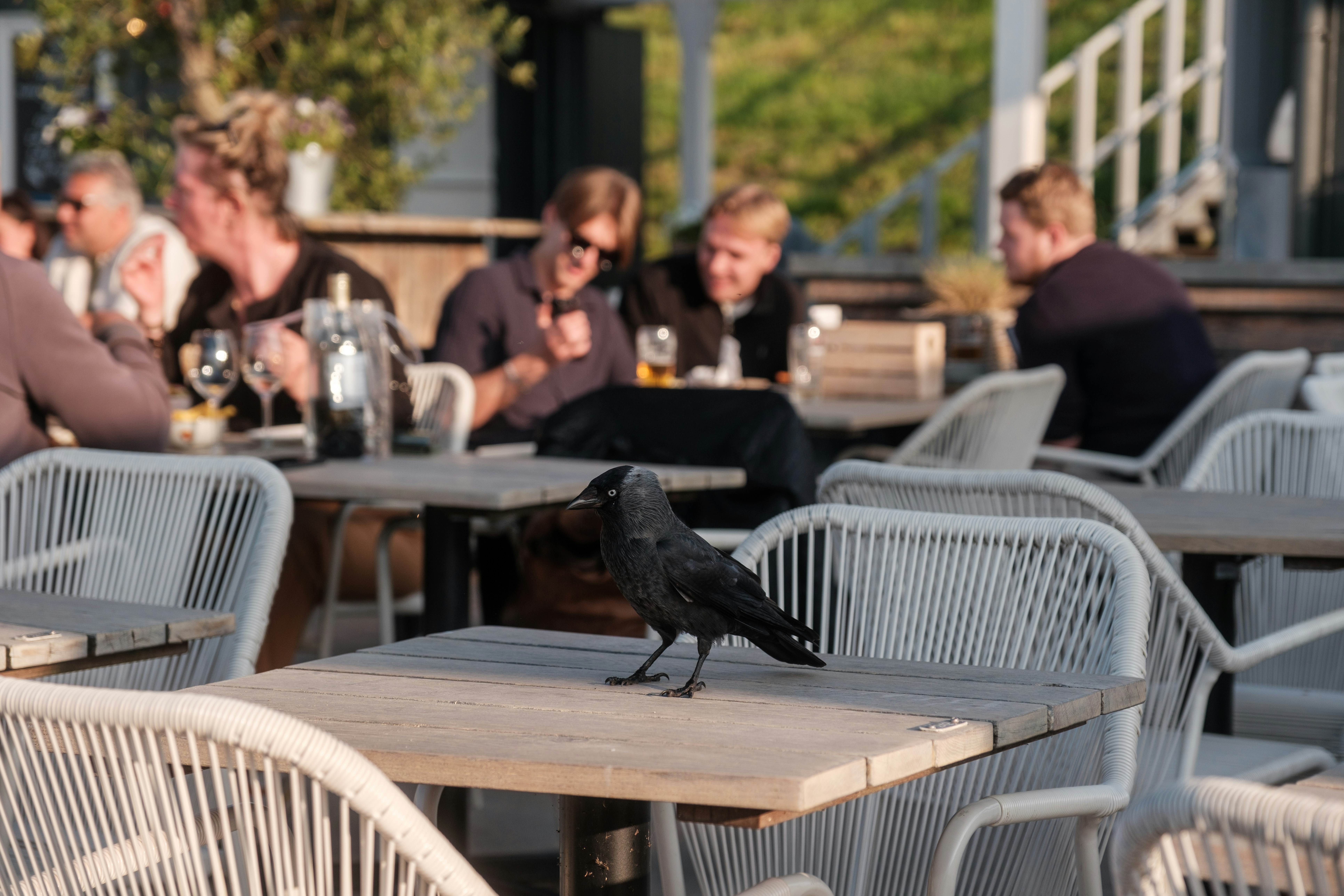 Black Crow on an Outdoor Café Table Amidst Social Buzz