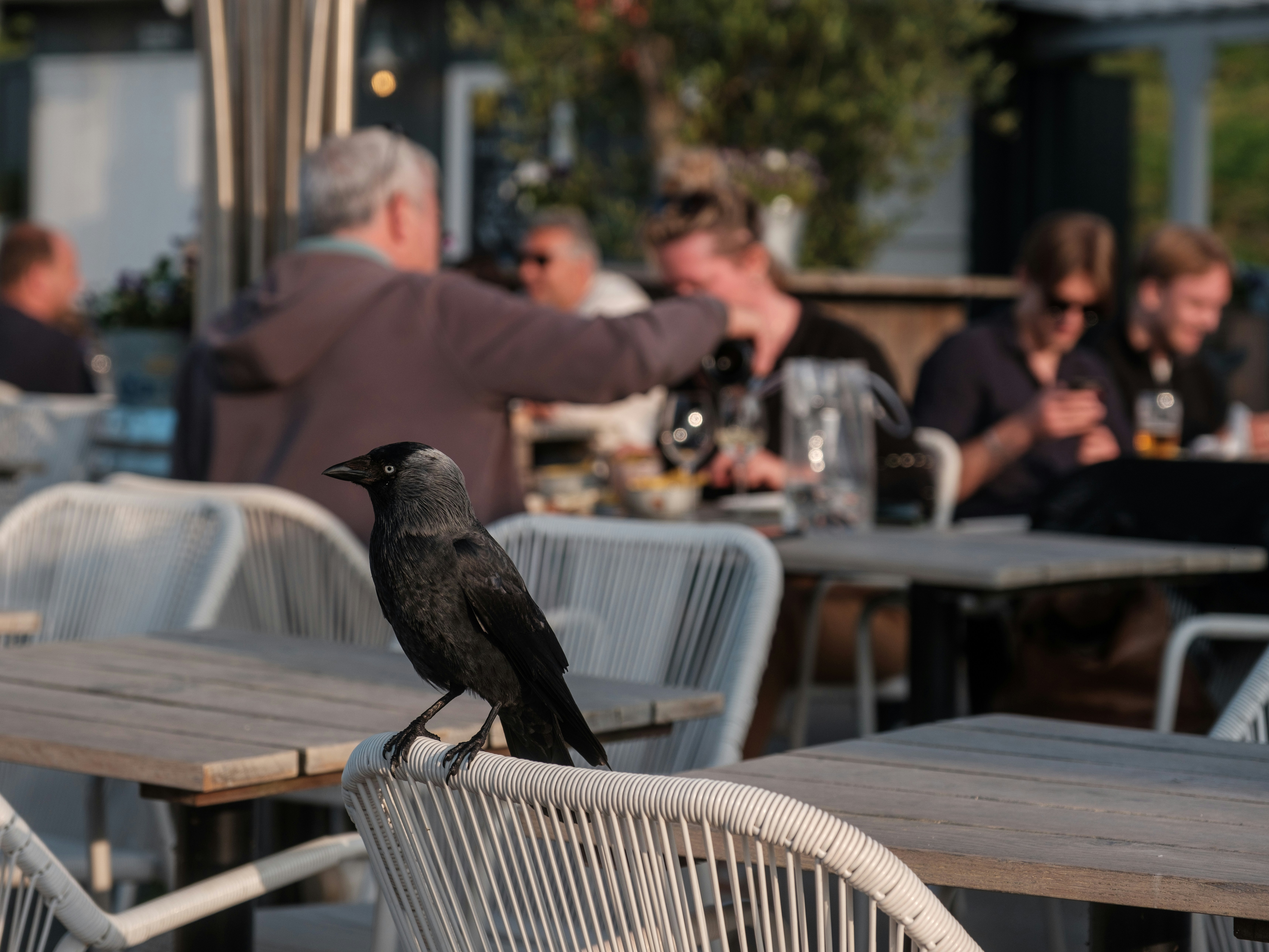 Crow at a Sunlit Urban Café: A Quiet Interlude Among Diners