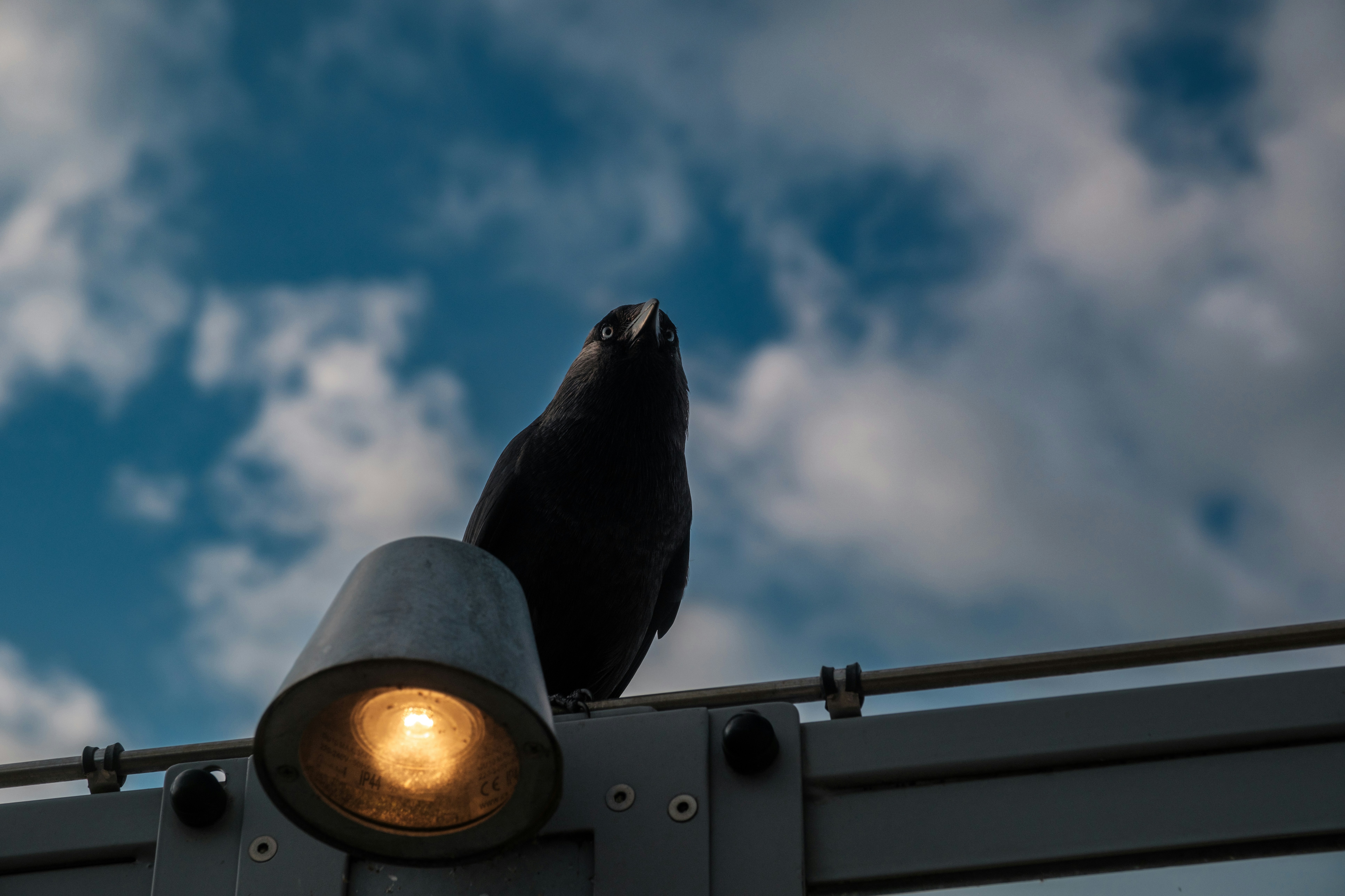 Rooftop Sentinel: Black Bird Perched Above a Glowing Lamp
