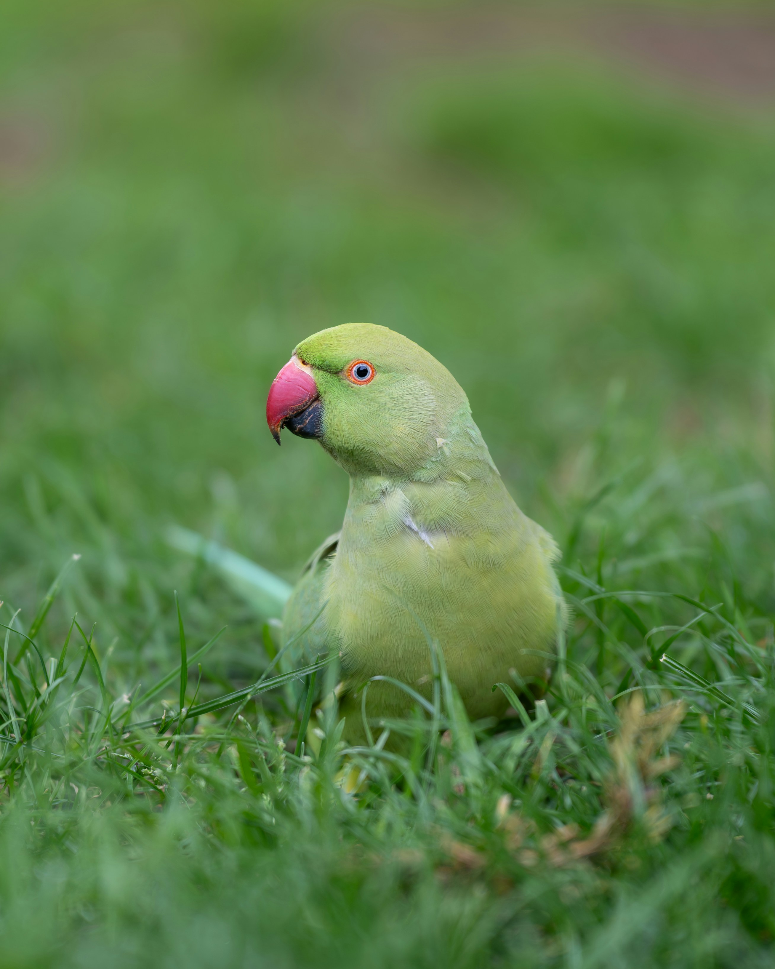 Verdant Gaze: A Lime Parrot Pausing Among Grass Blades