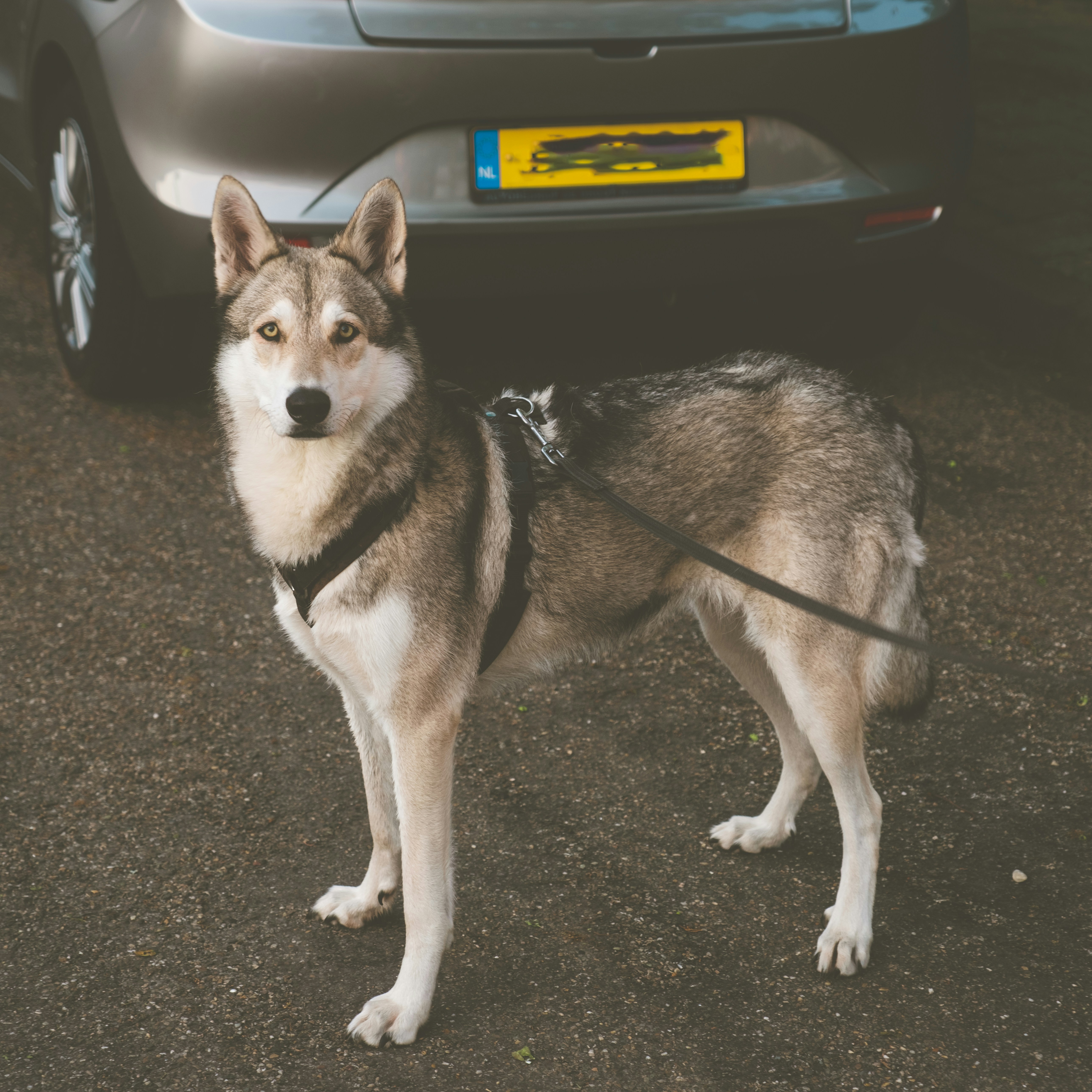 Loyal Watchdog Paused by a Stony Path, Car Backdrop Framing