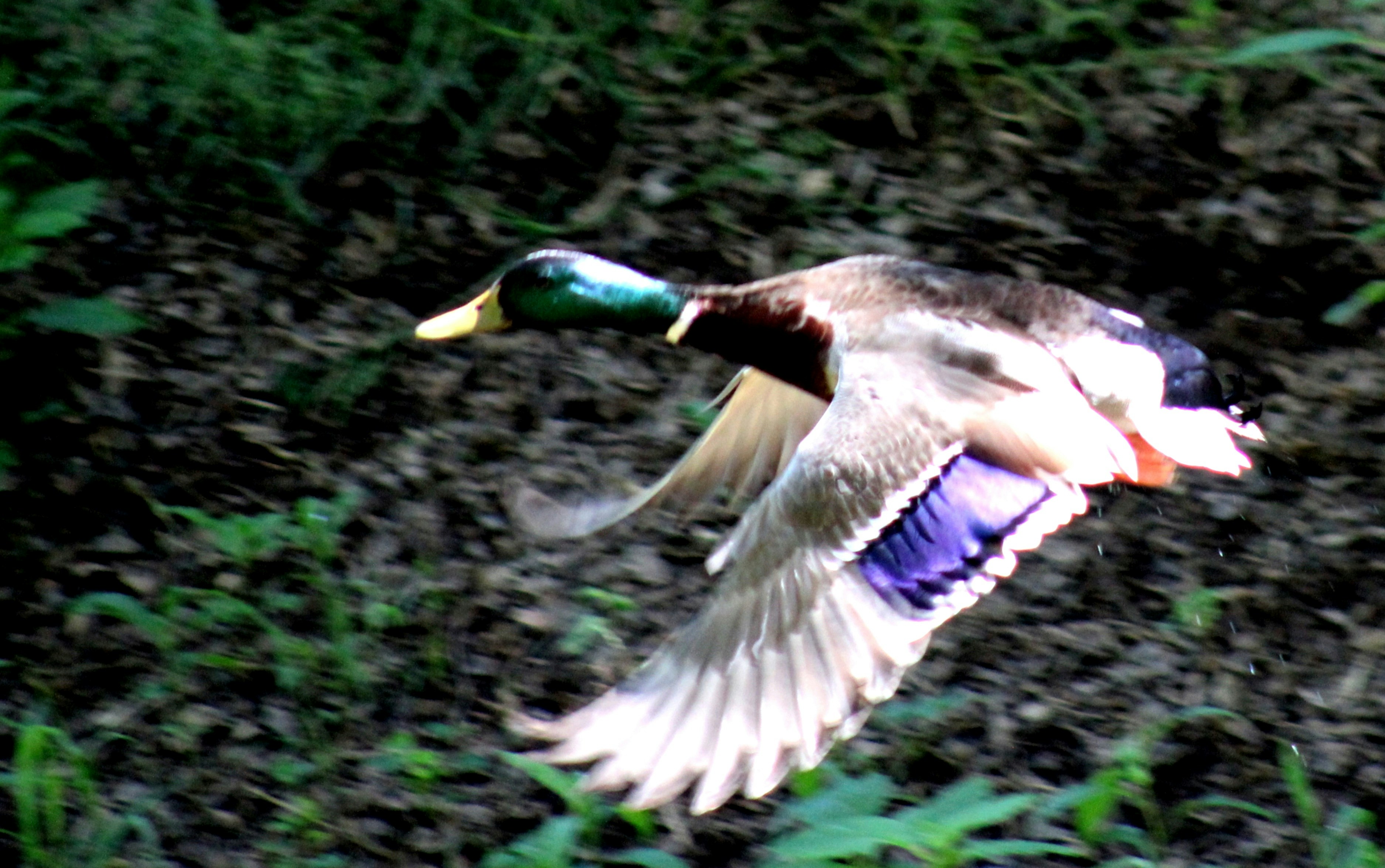 Wingbeat in the Park: A Mallard in Flight