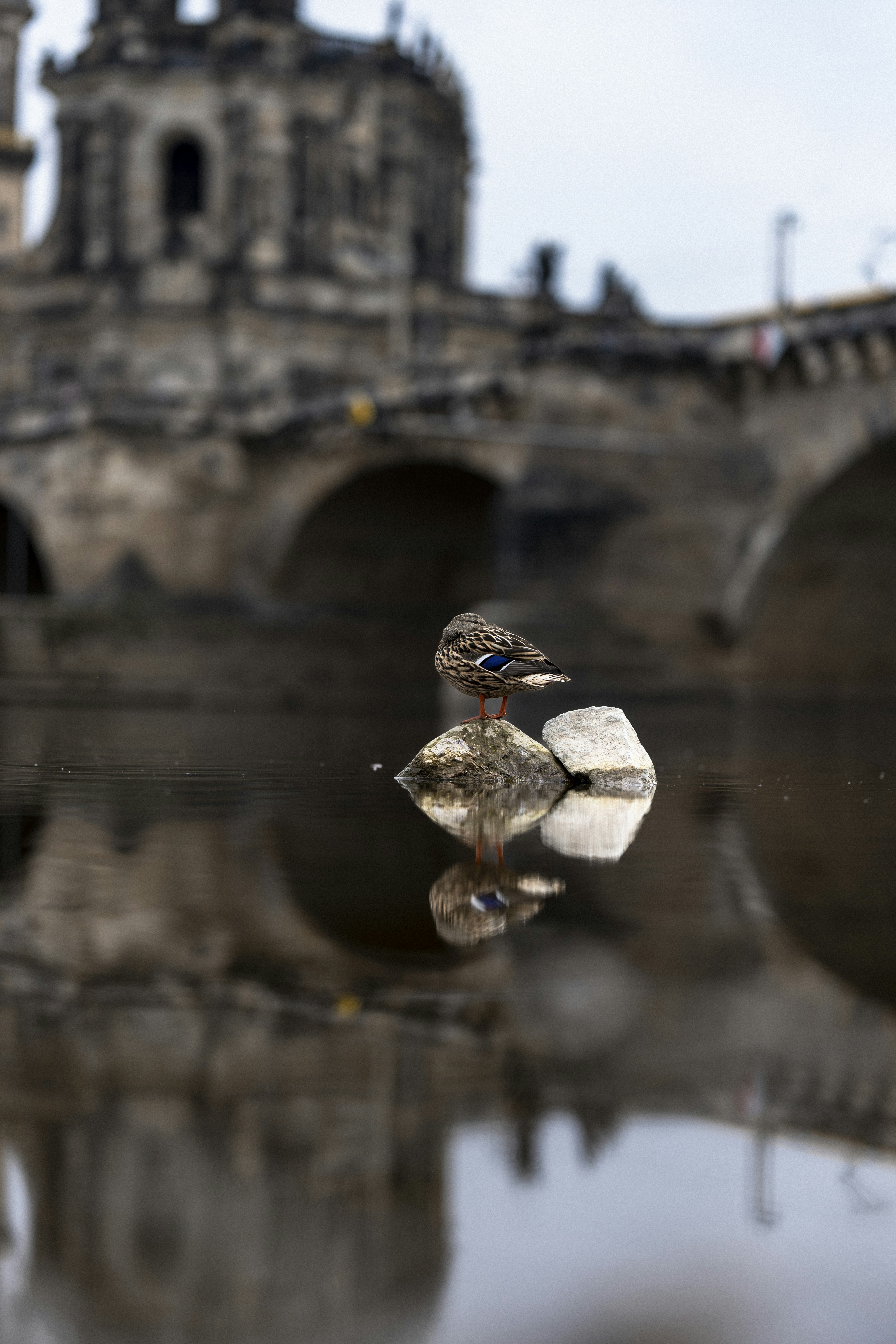 Duck on a Rock, Under the Arch: Quiet Reflection by a Stone Bridge