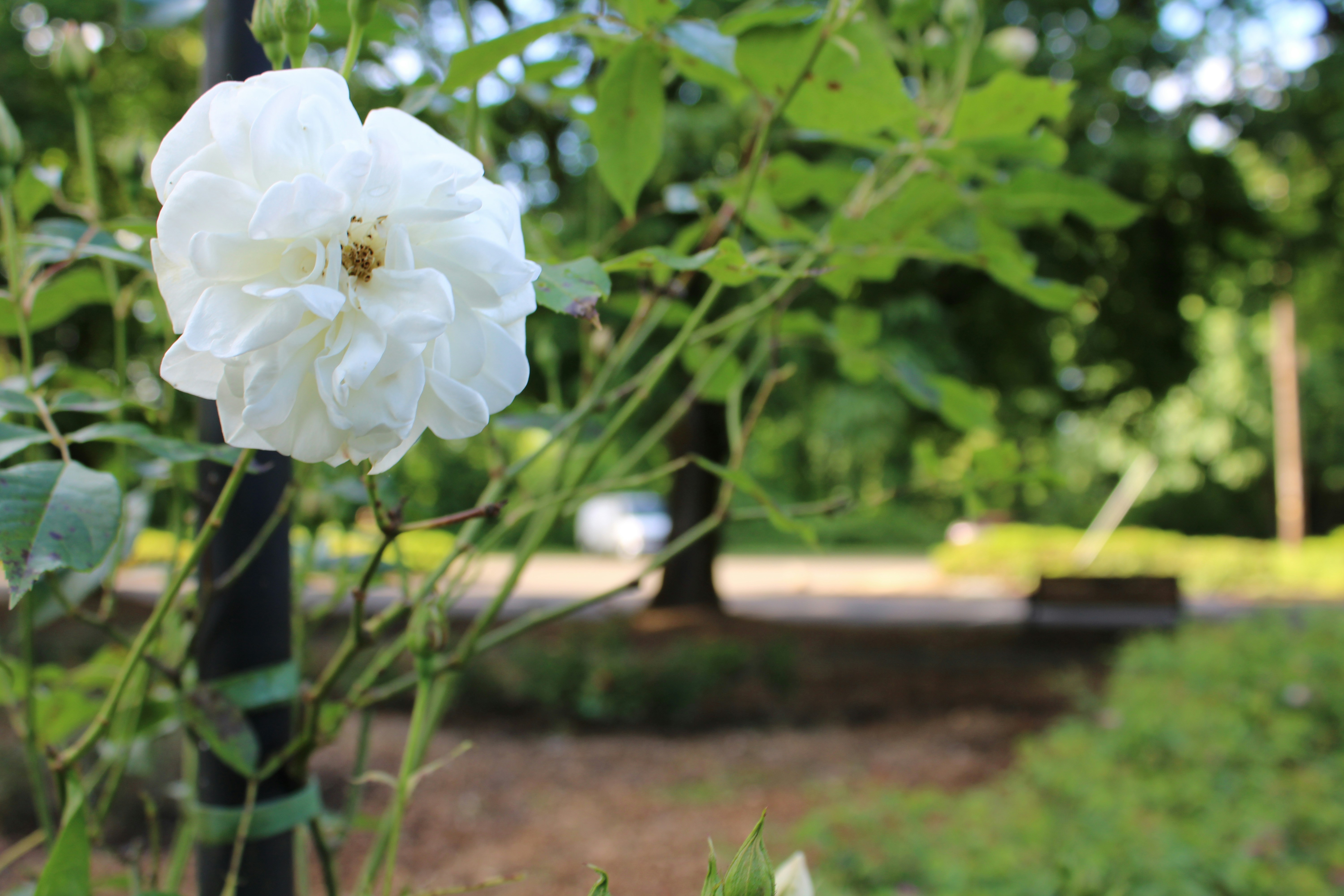 White Rose in a Quiet Park: Delicate Bloom Against a Verdant Backdrop