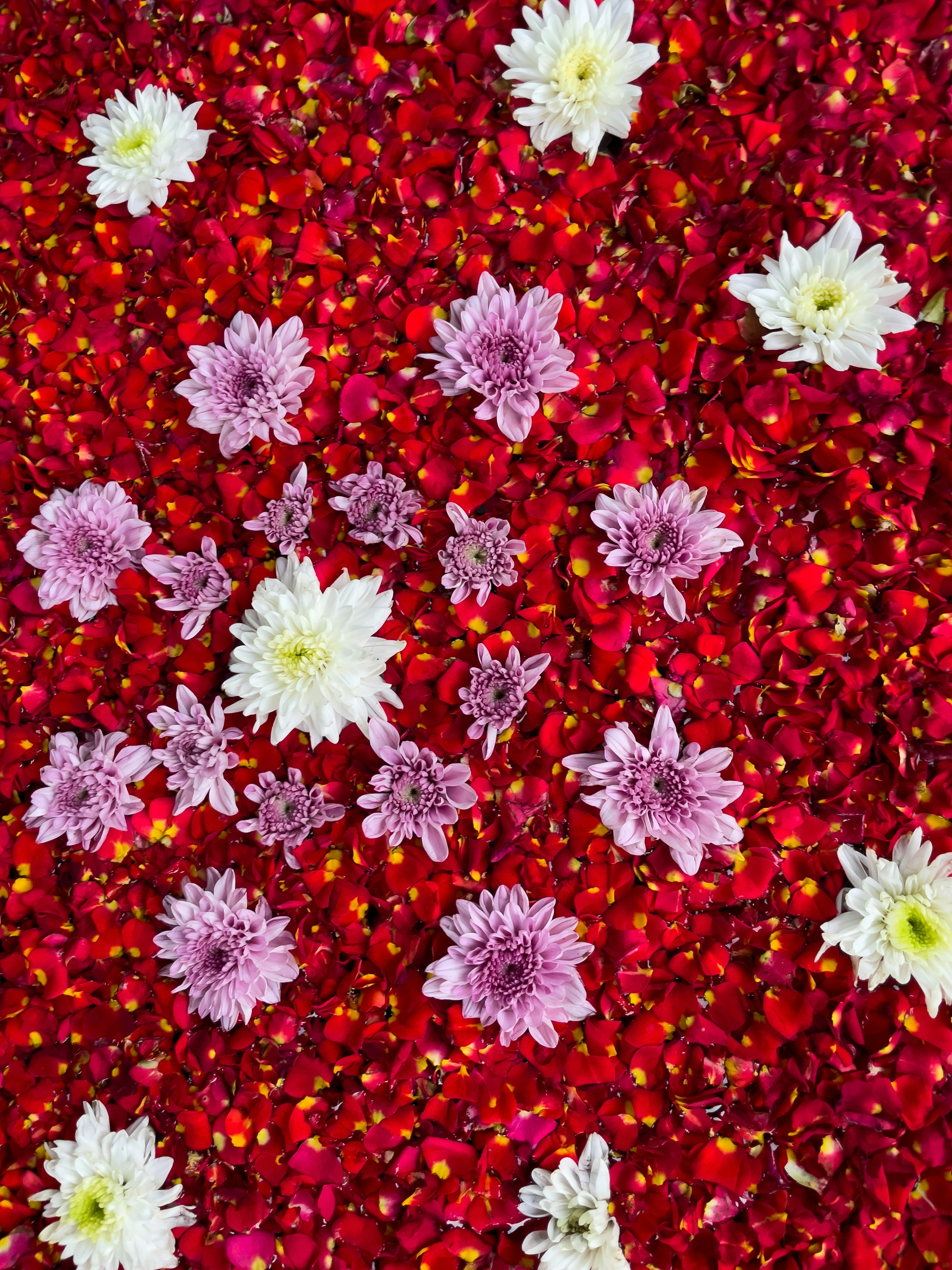 A group of white and pink flowers on a red background photo – Free ...