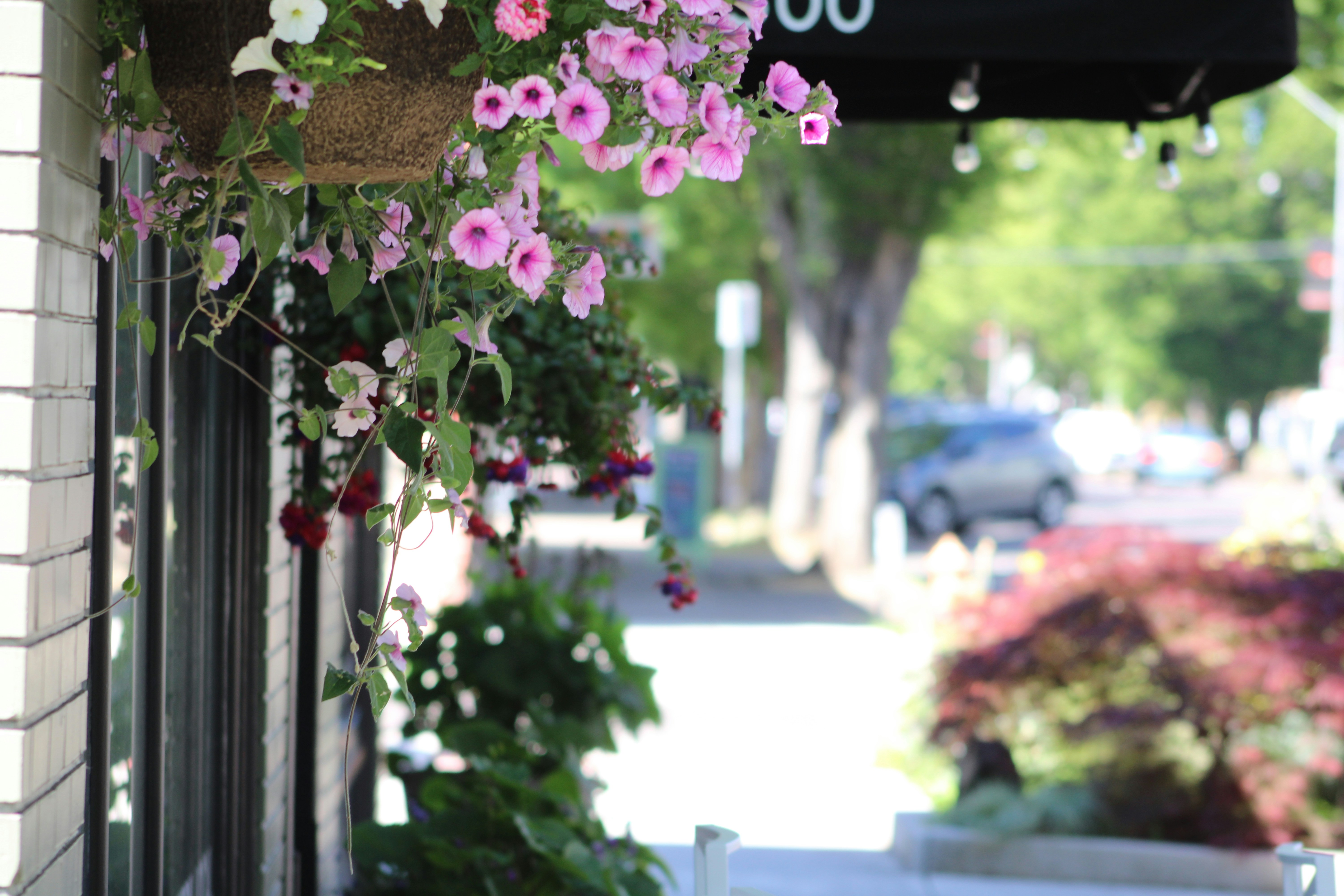 Pink Petal Cascade Framing a Sunlit Street