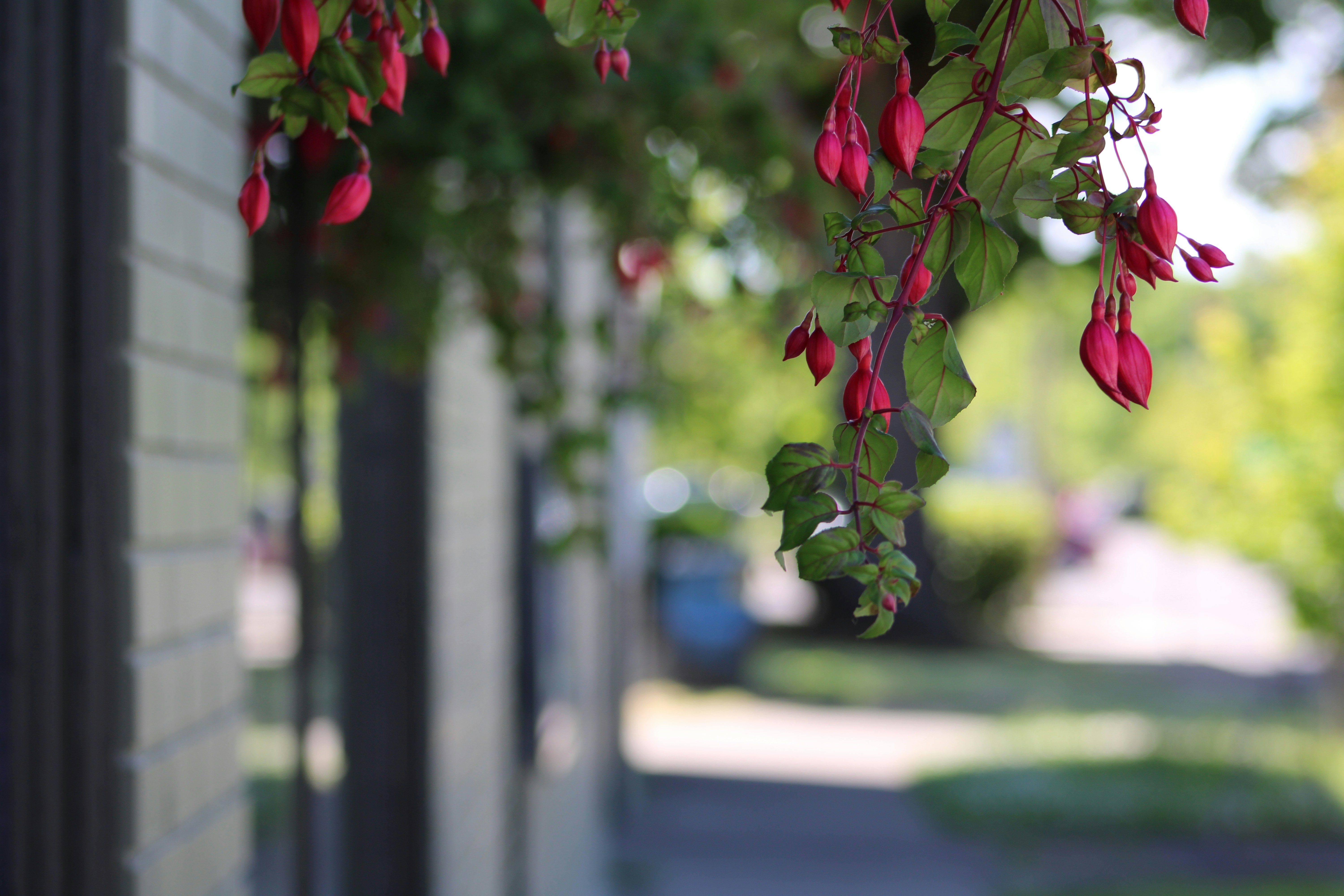 Crimson Pendants Over a Sunlit Walkway