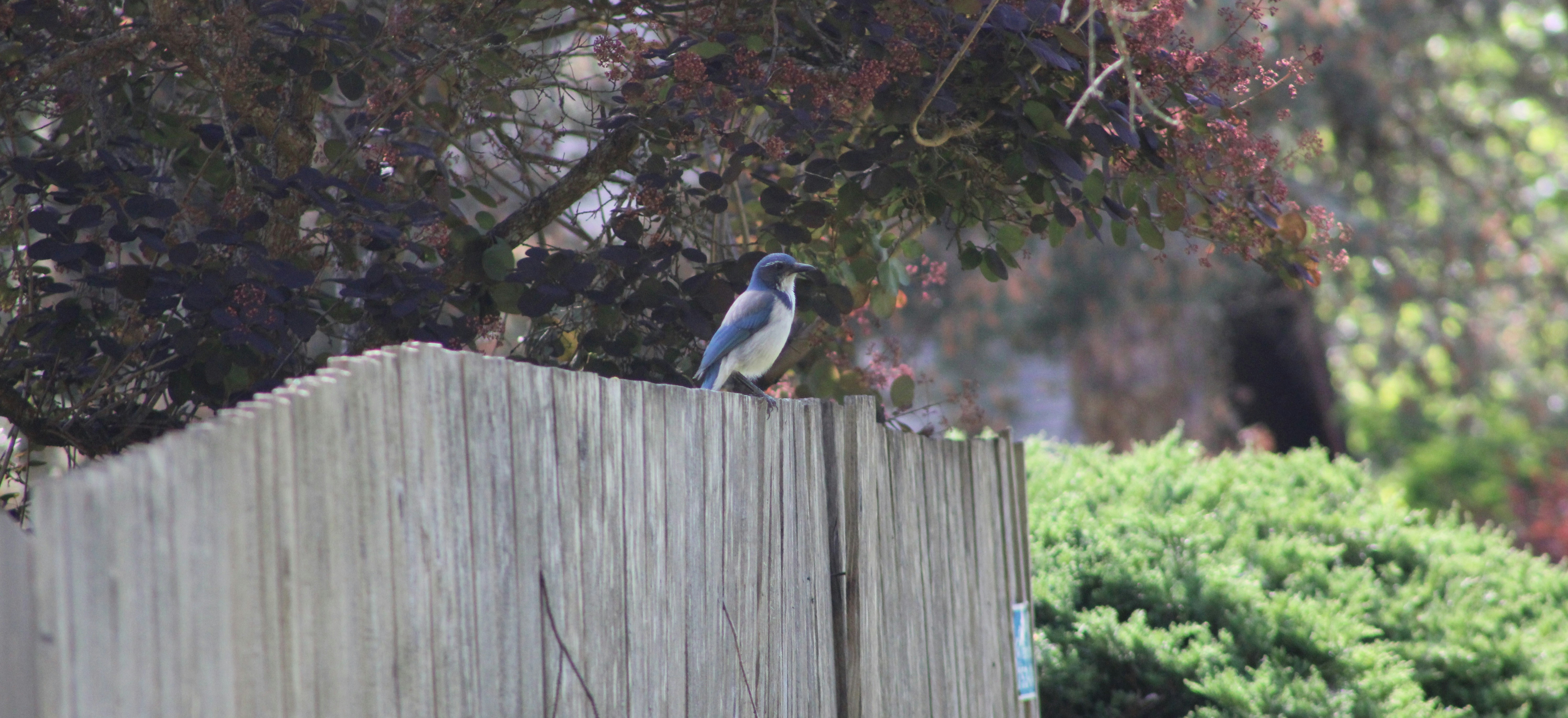 Perched on Weathered Wood: A Small Bird Framed by Spring Foliage