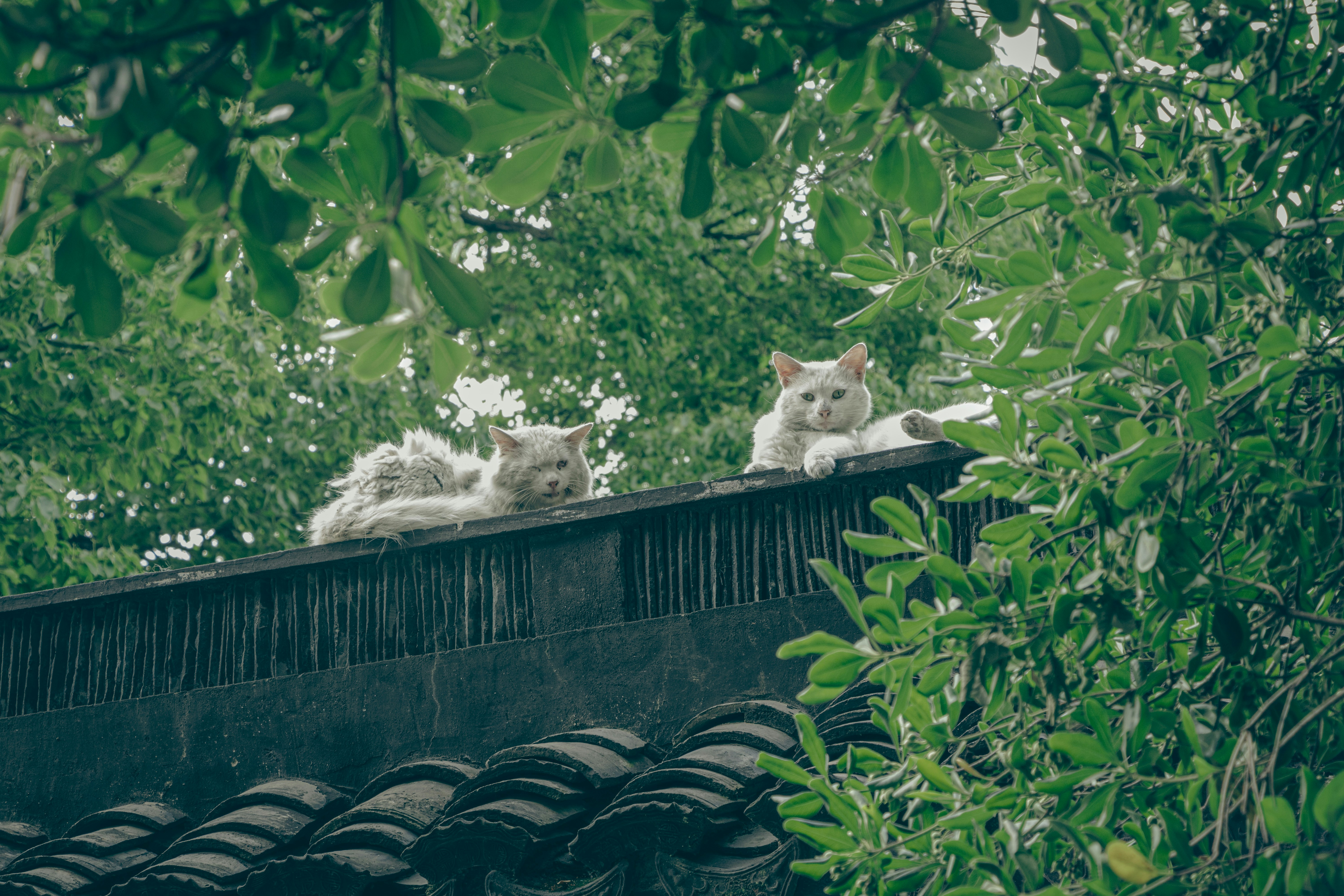 Twin Whiskers on a Green-Framed Rooftop Edge