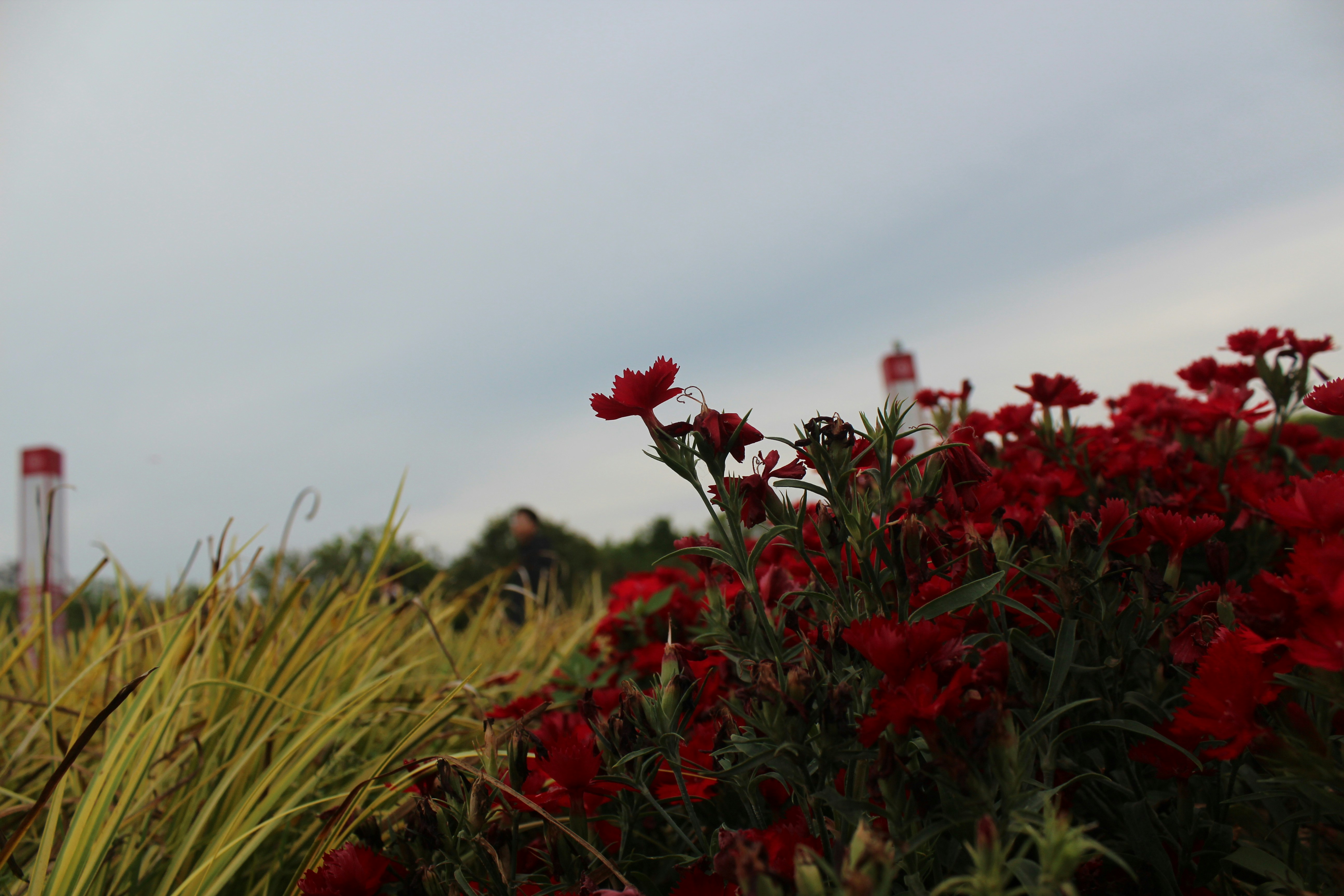Crimson bloom in a sunlit field