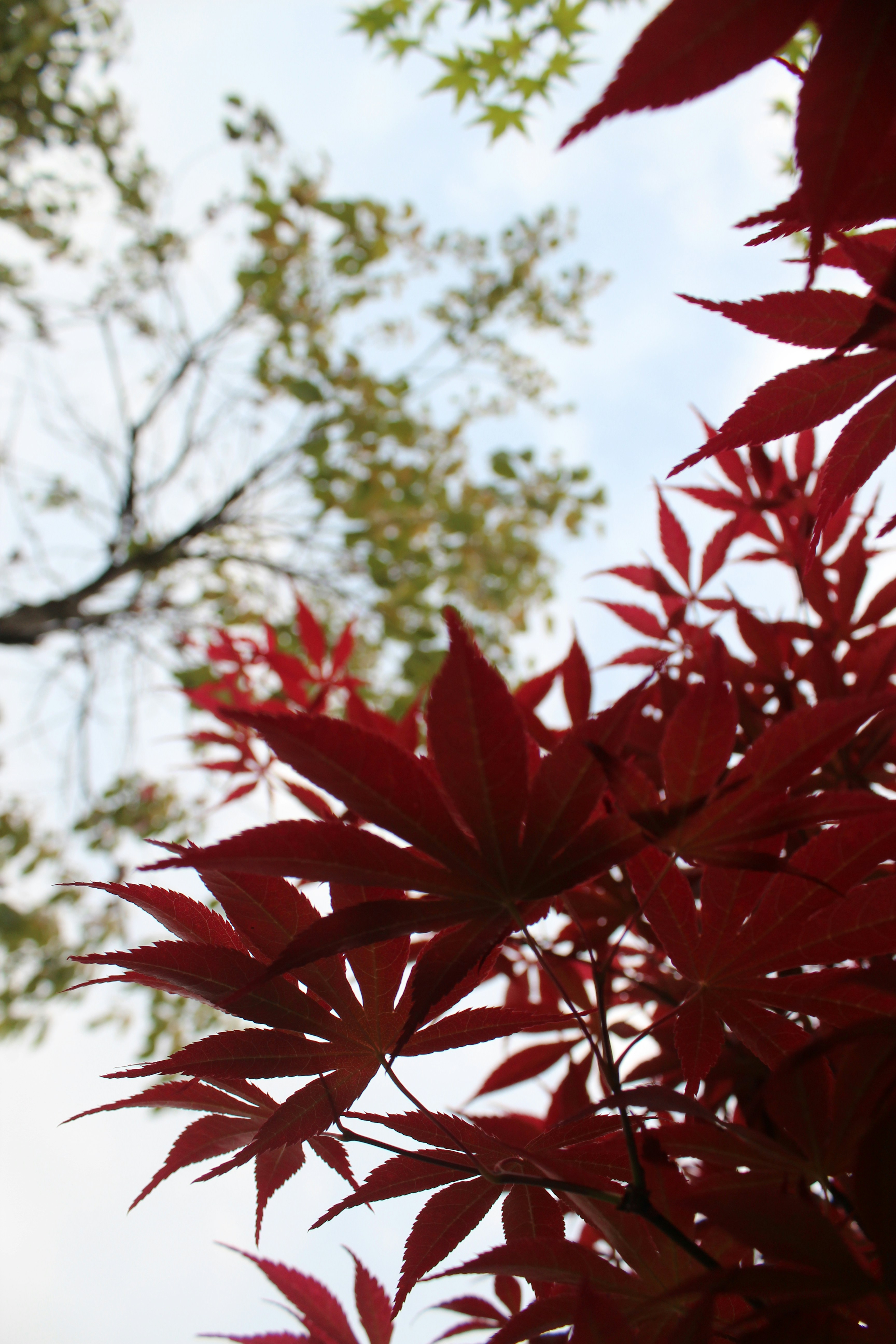 Photo by Tsing Chang with Canon EOS 600D