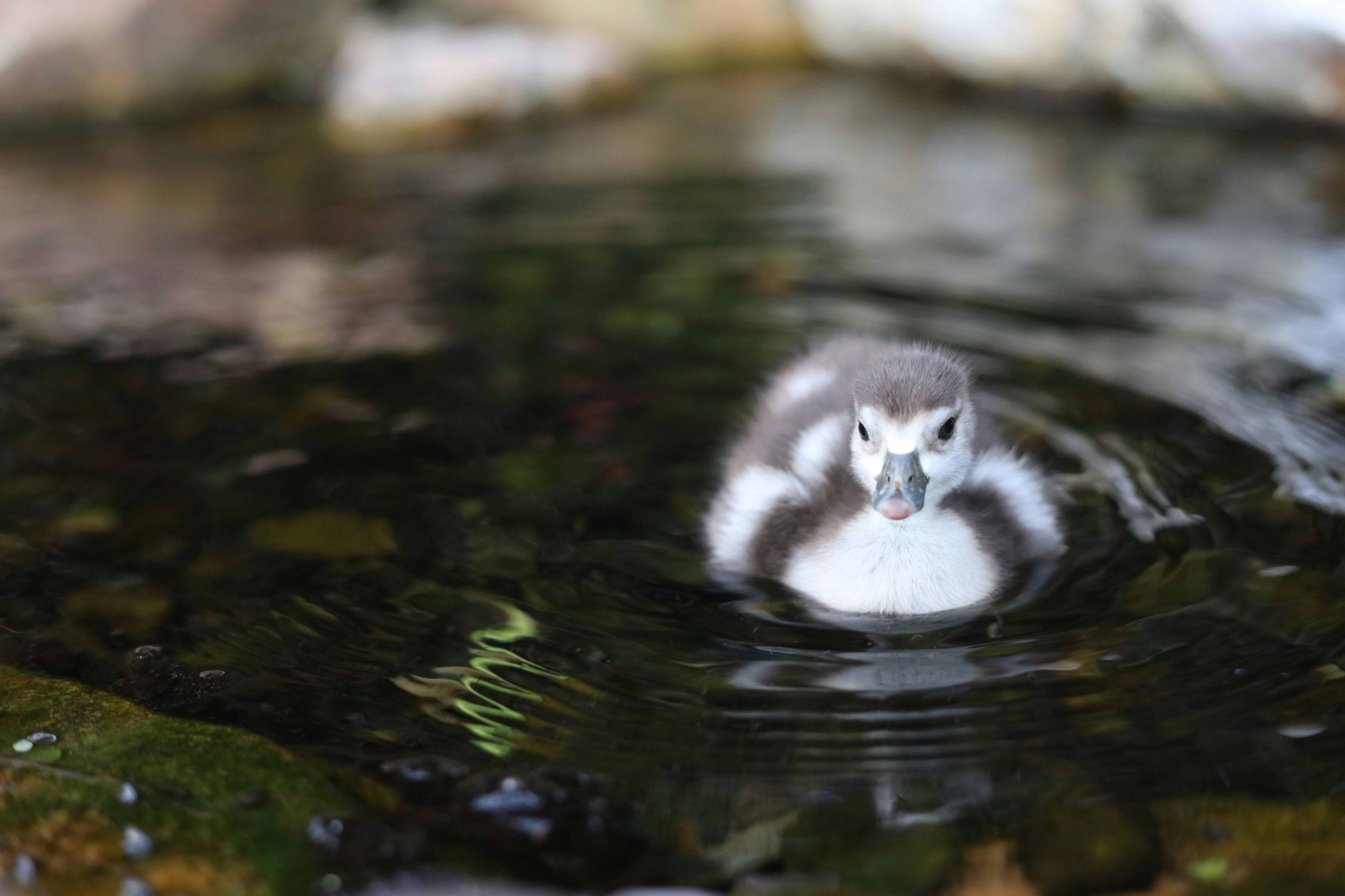 Mossy Pool Dawn: A Duckling's Quiet Moment on the Water
