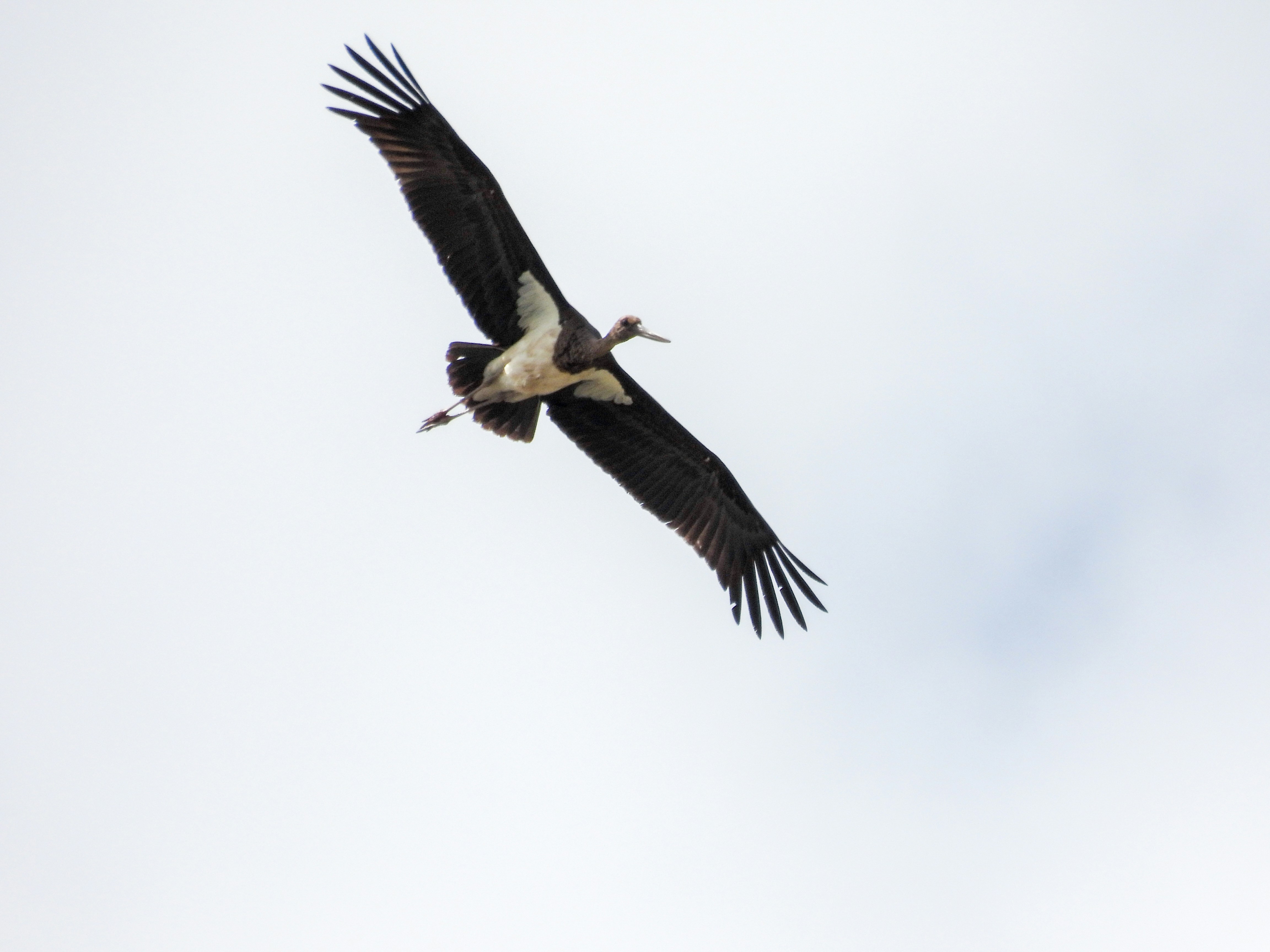 Photo by Anastasiya Dragun with Nikon COOLPIX P950