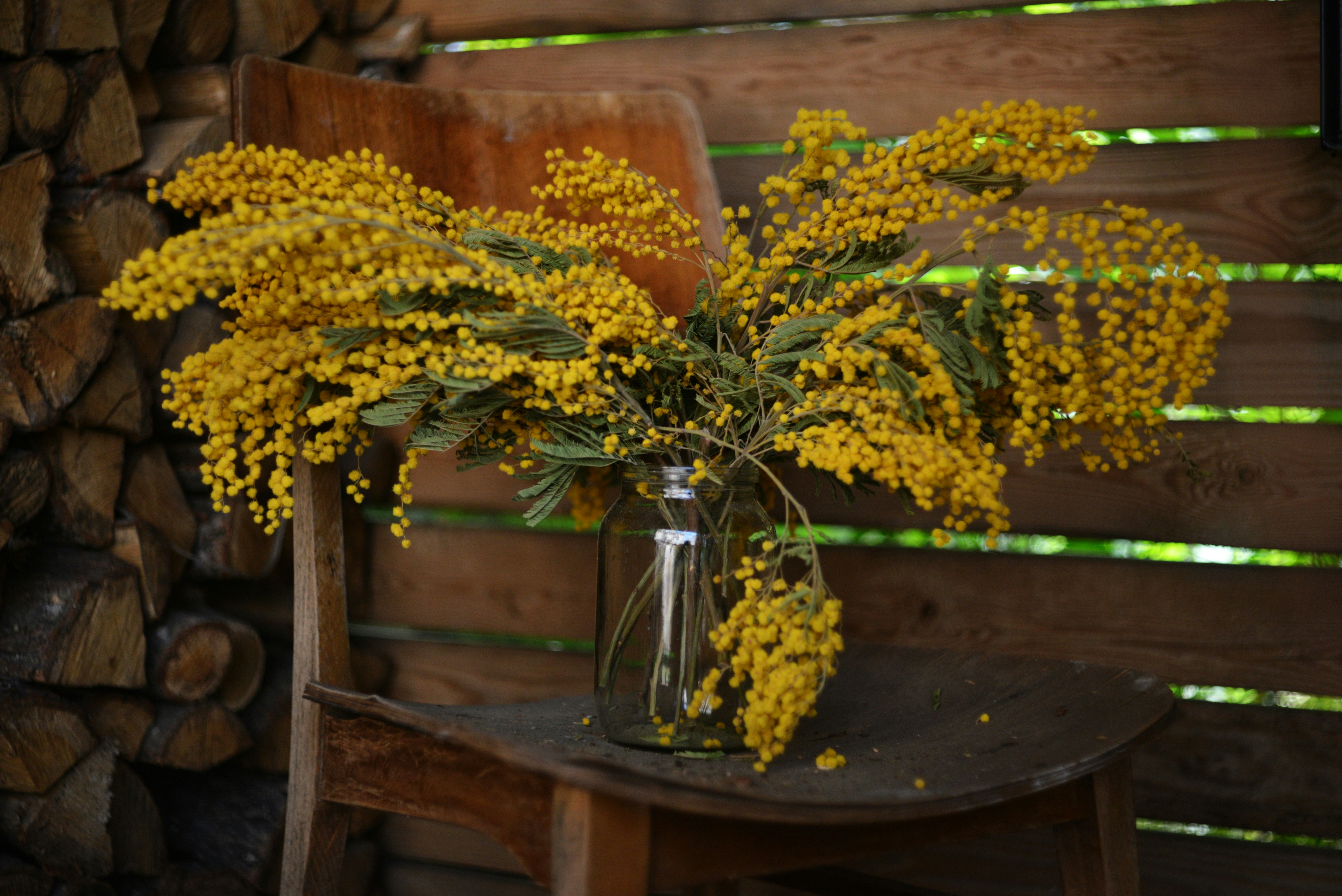 Golden Mimosa on a Weathered Chair: A Quiet Rustic Still-Life