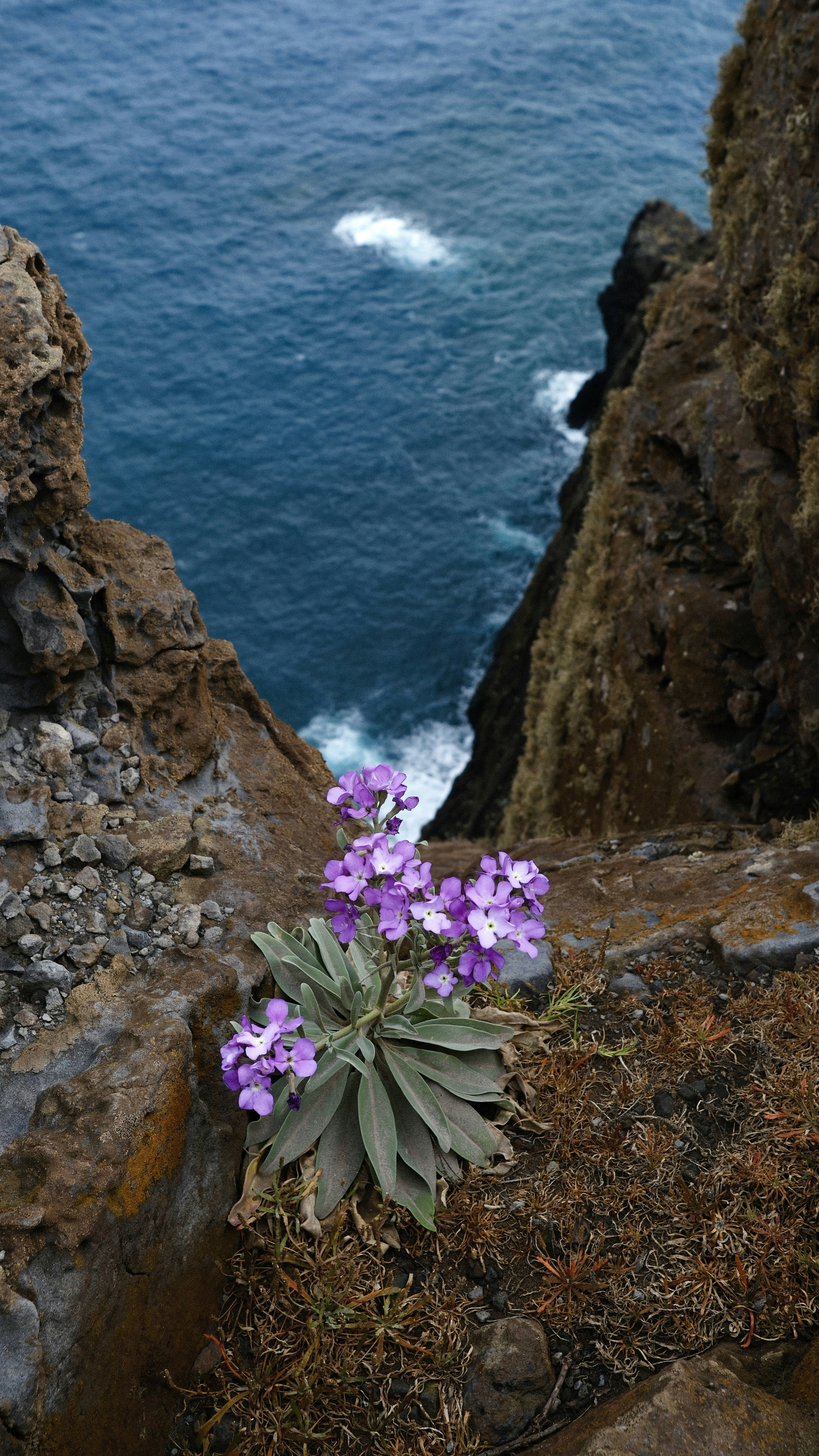 Lavender Blooms on a Windswept Cliff Overlooking the Sea