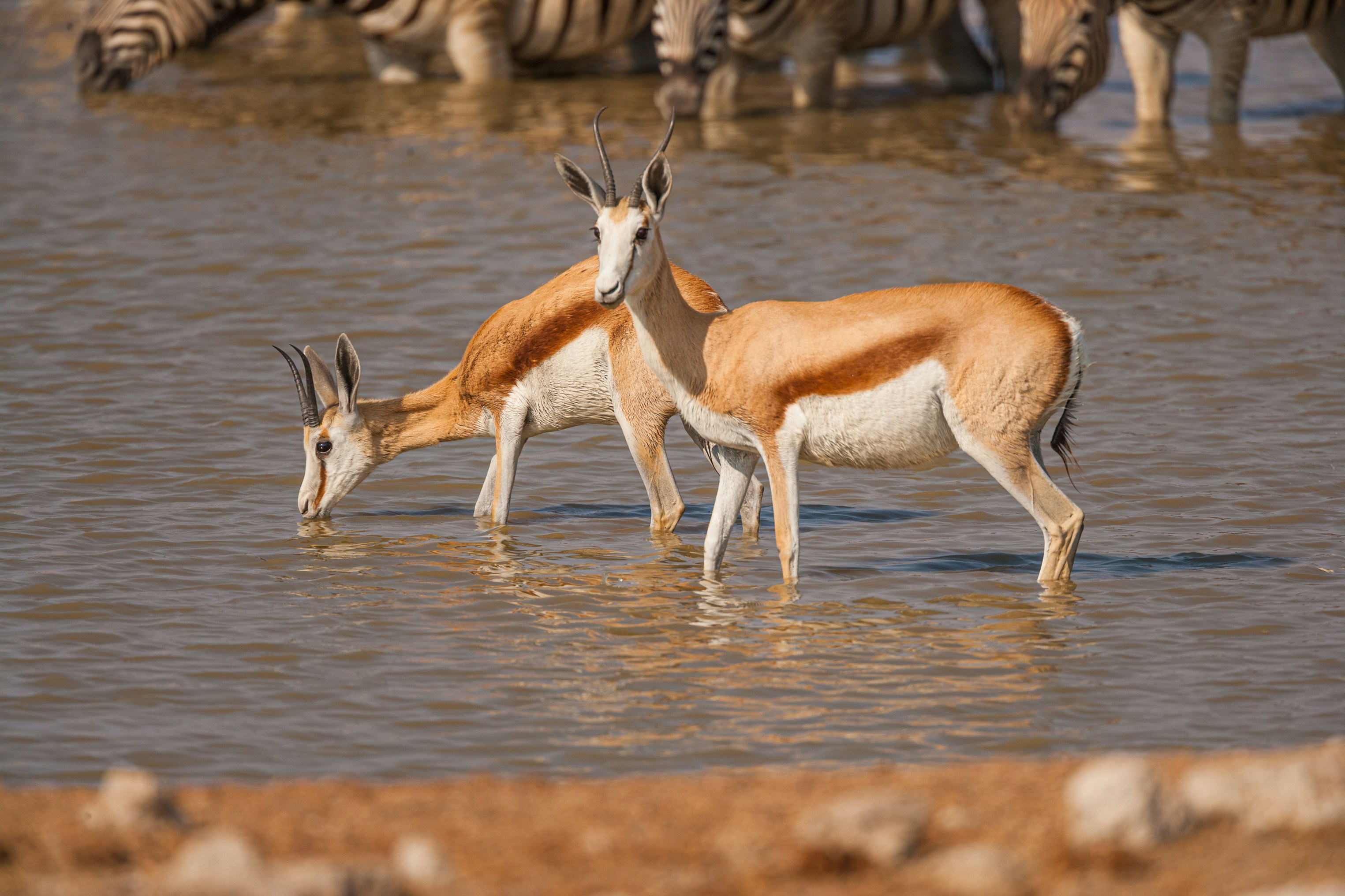 Two Springboks (Antidorcas marsupialis) in a waterhole, Namibia