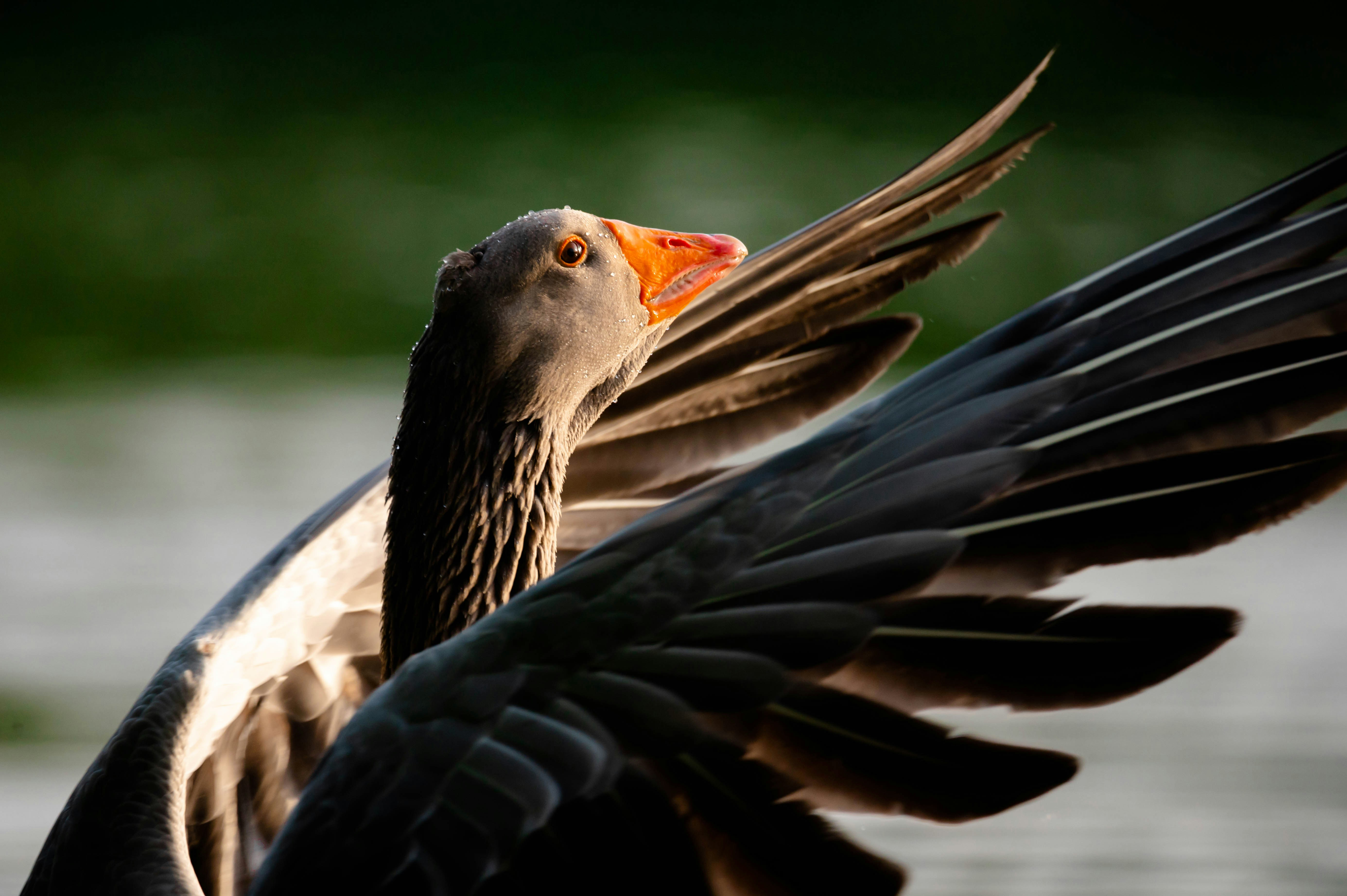 Goose stretching its wings with a blurred green and white background.