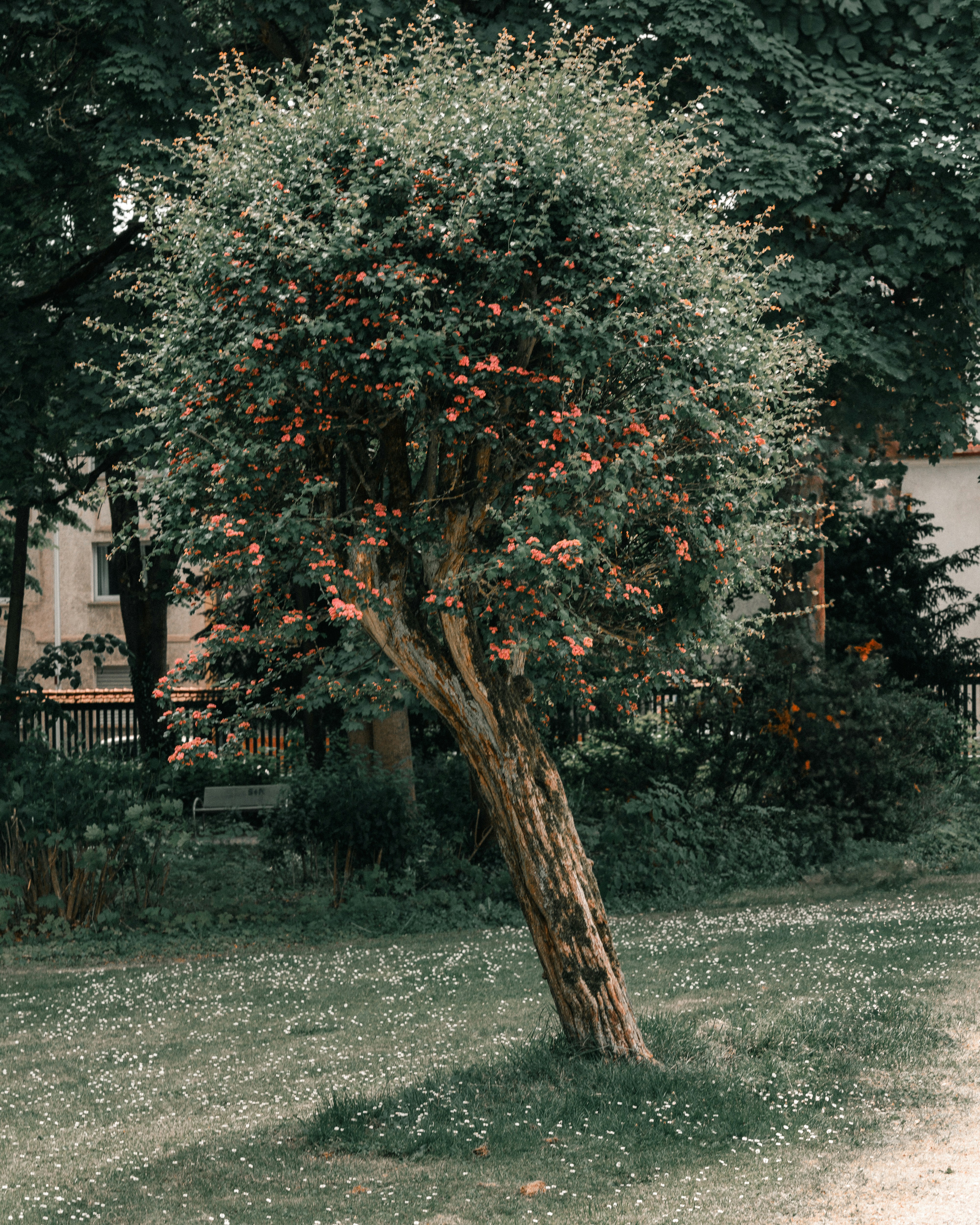 Bent Trunk in Bloom: a Quiet Park Moment