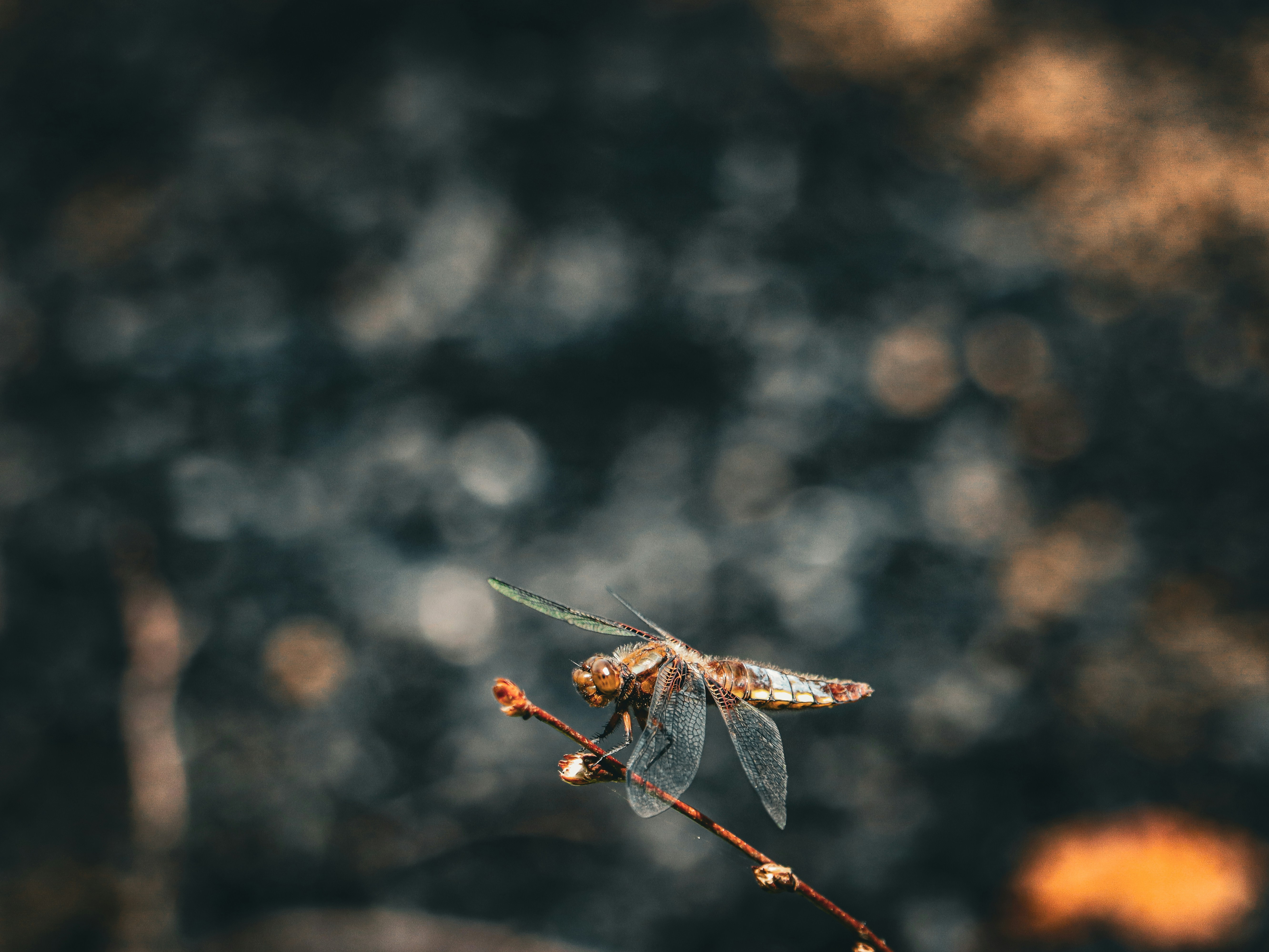 Amber-Backlit Dragonfly on a Twig: a Moment of Quiet Detail