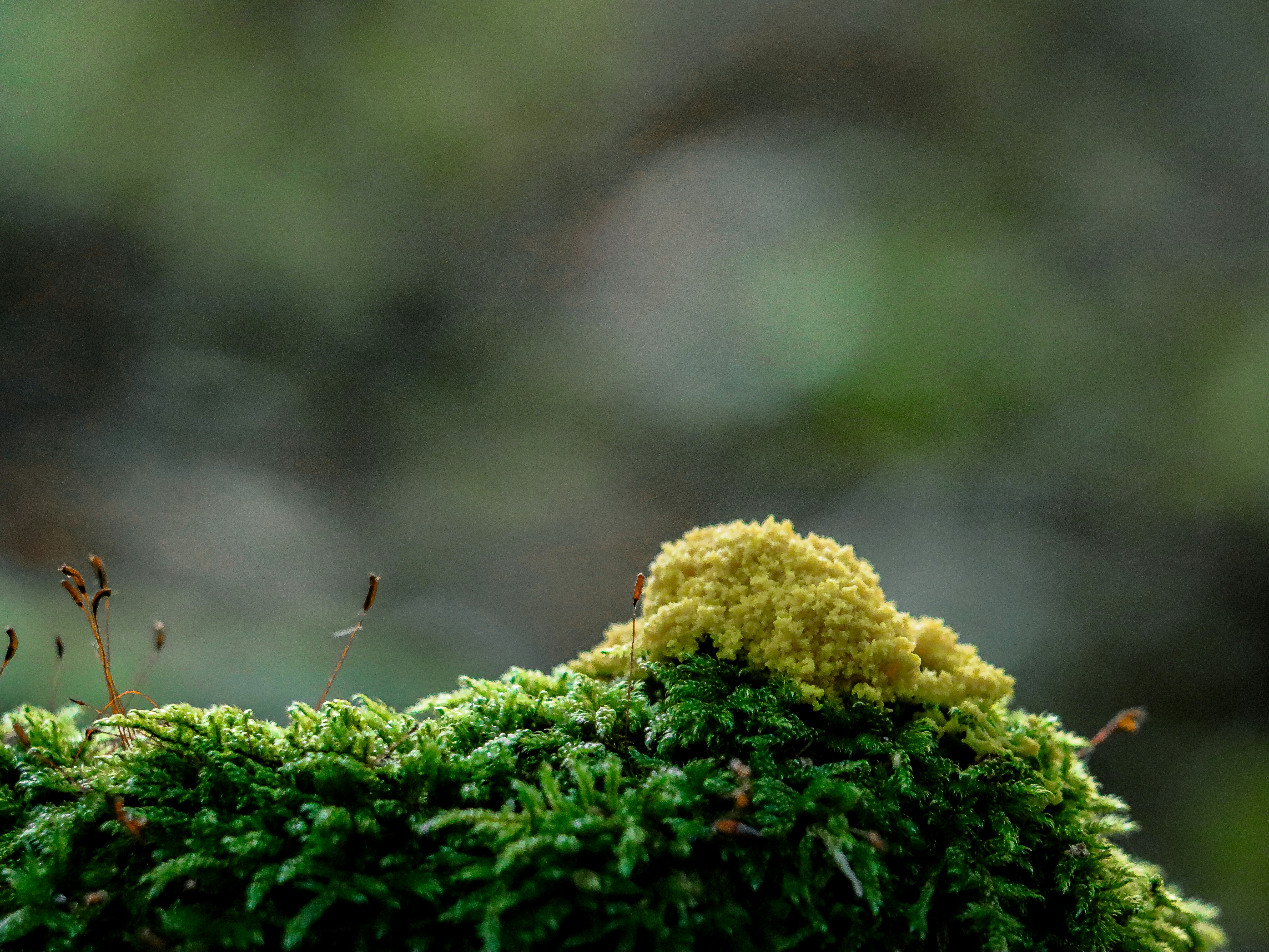 Emerald Crest on a Weathered Log Beneath a Velvet Forest Backdrop