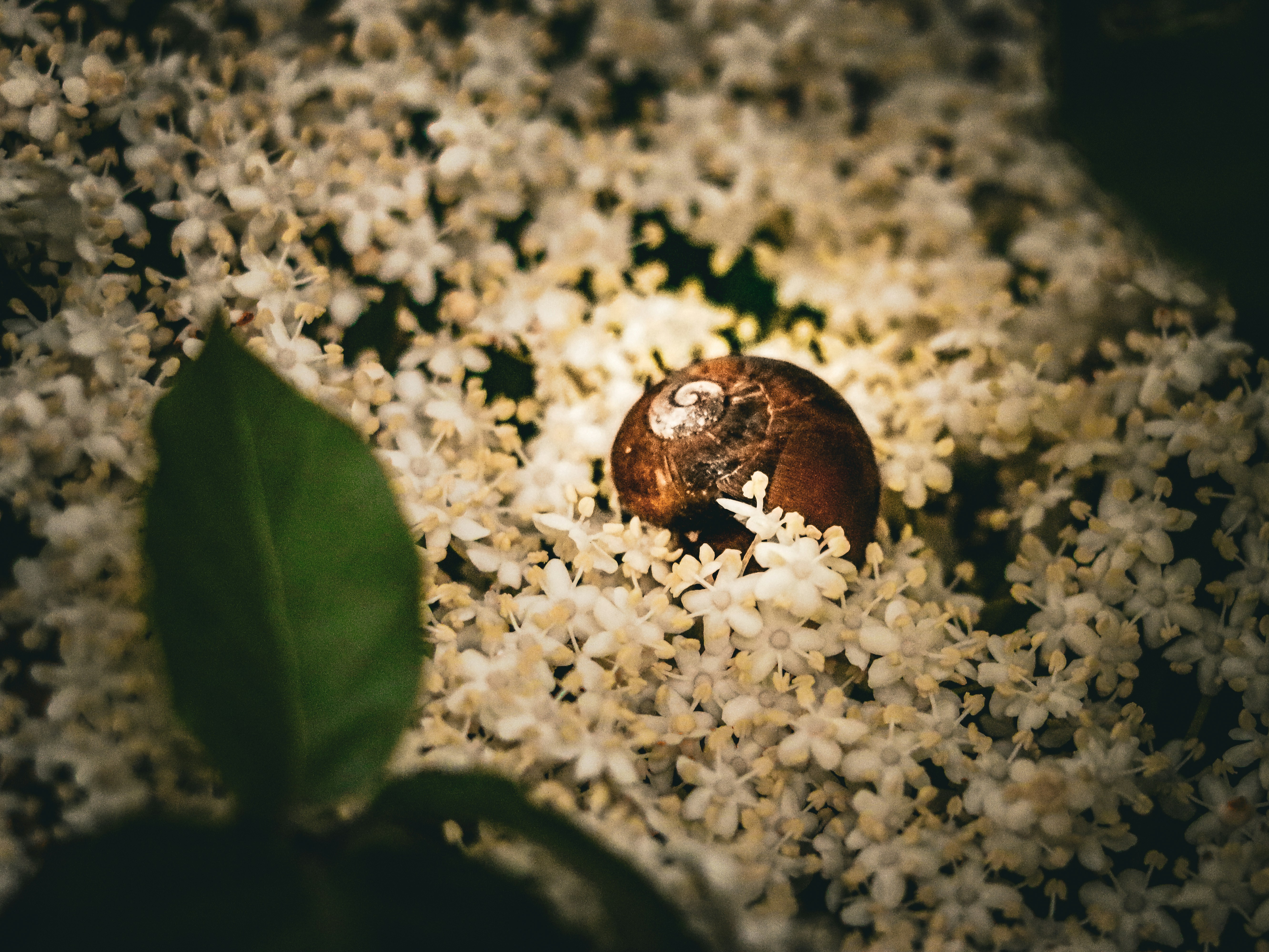 Acorn Resting Among Tiny White Blossoms: A Quiet Macro Moment