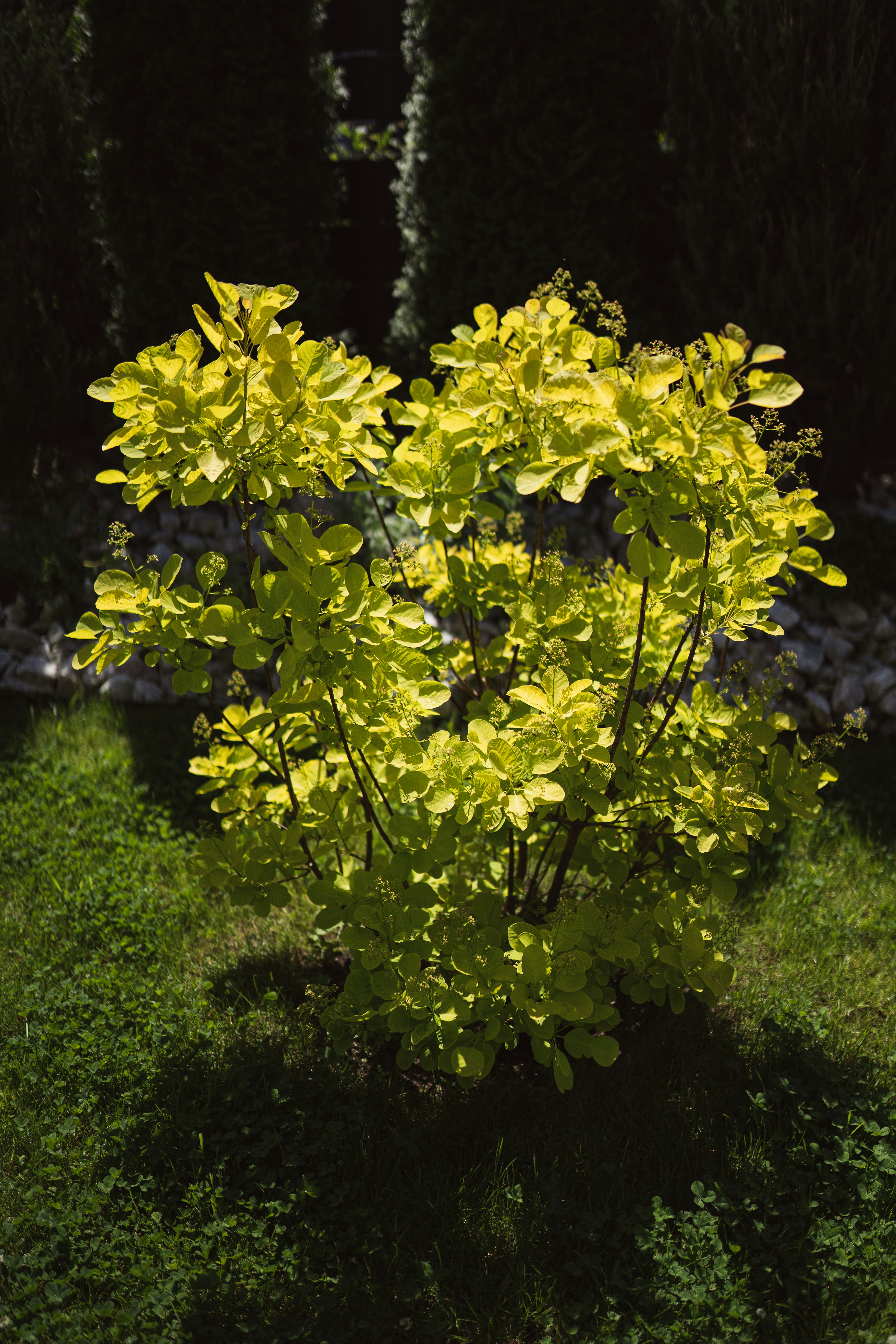 Un buisson avec des feuilles jaune vif dans un jardin photo – Image ...