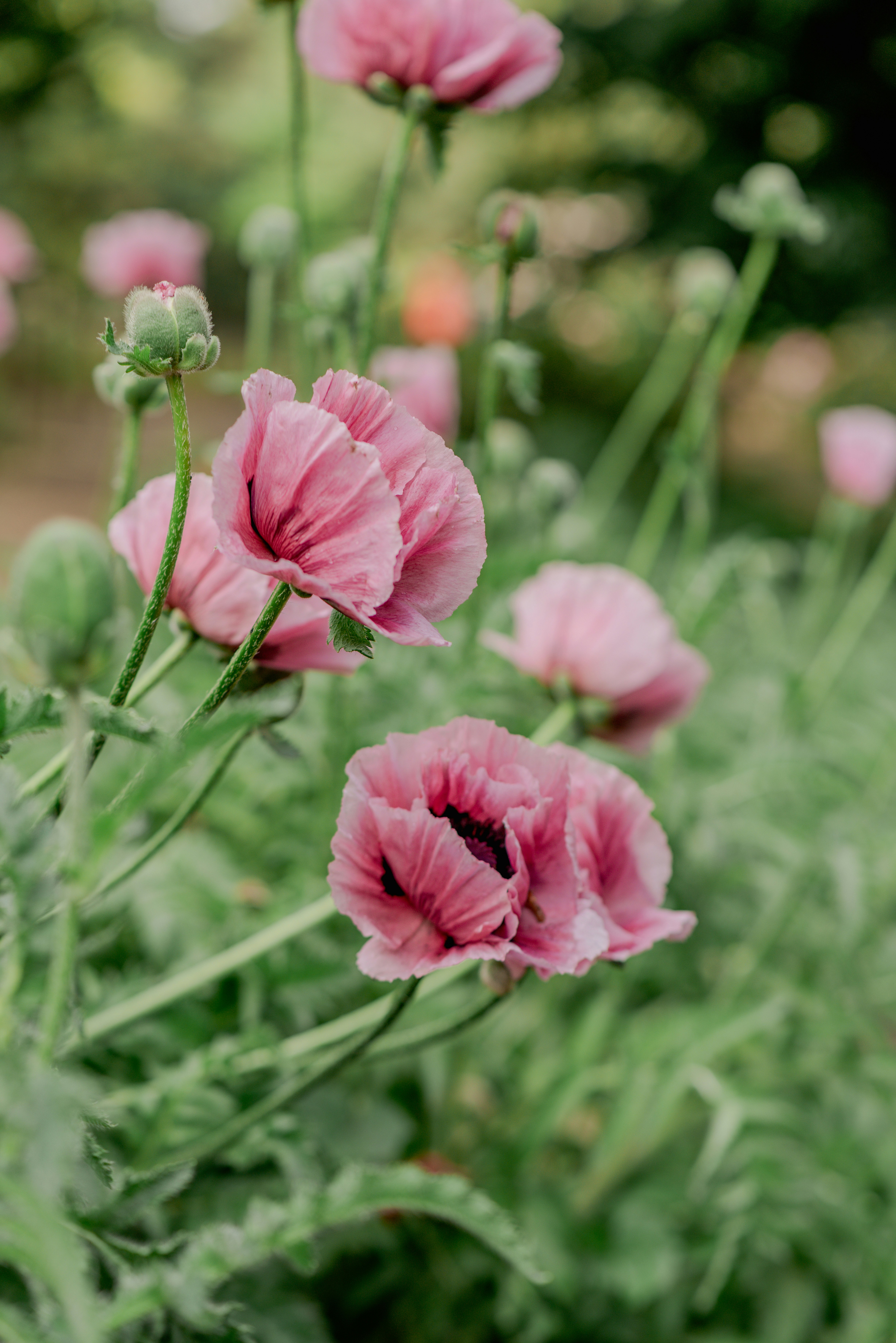 Petal Constellation: Pink Poppies in a Misty Garden