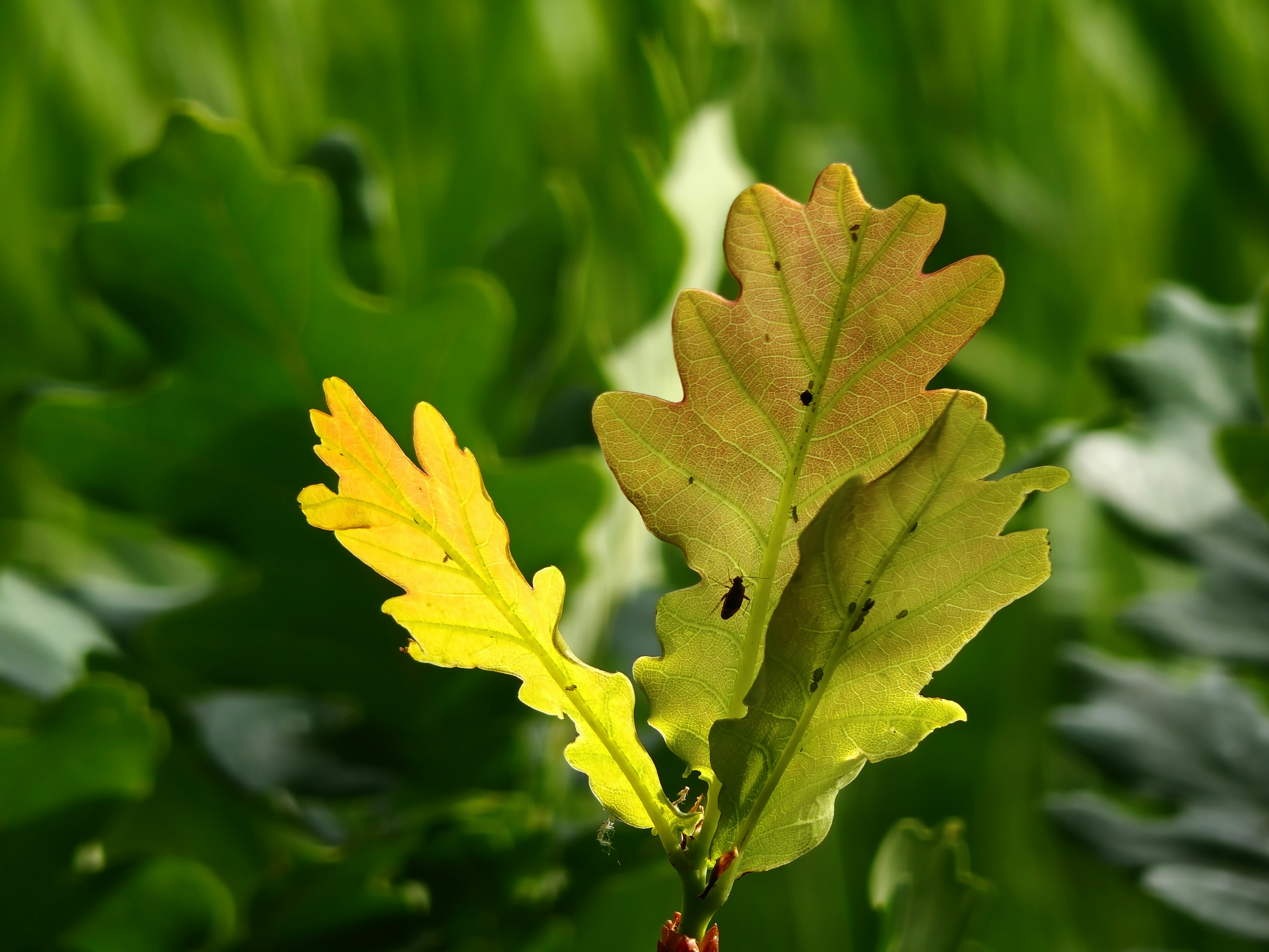 Gold Leaf in a Sea of Green: Close-Up of Autumn's Edge