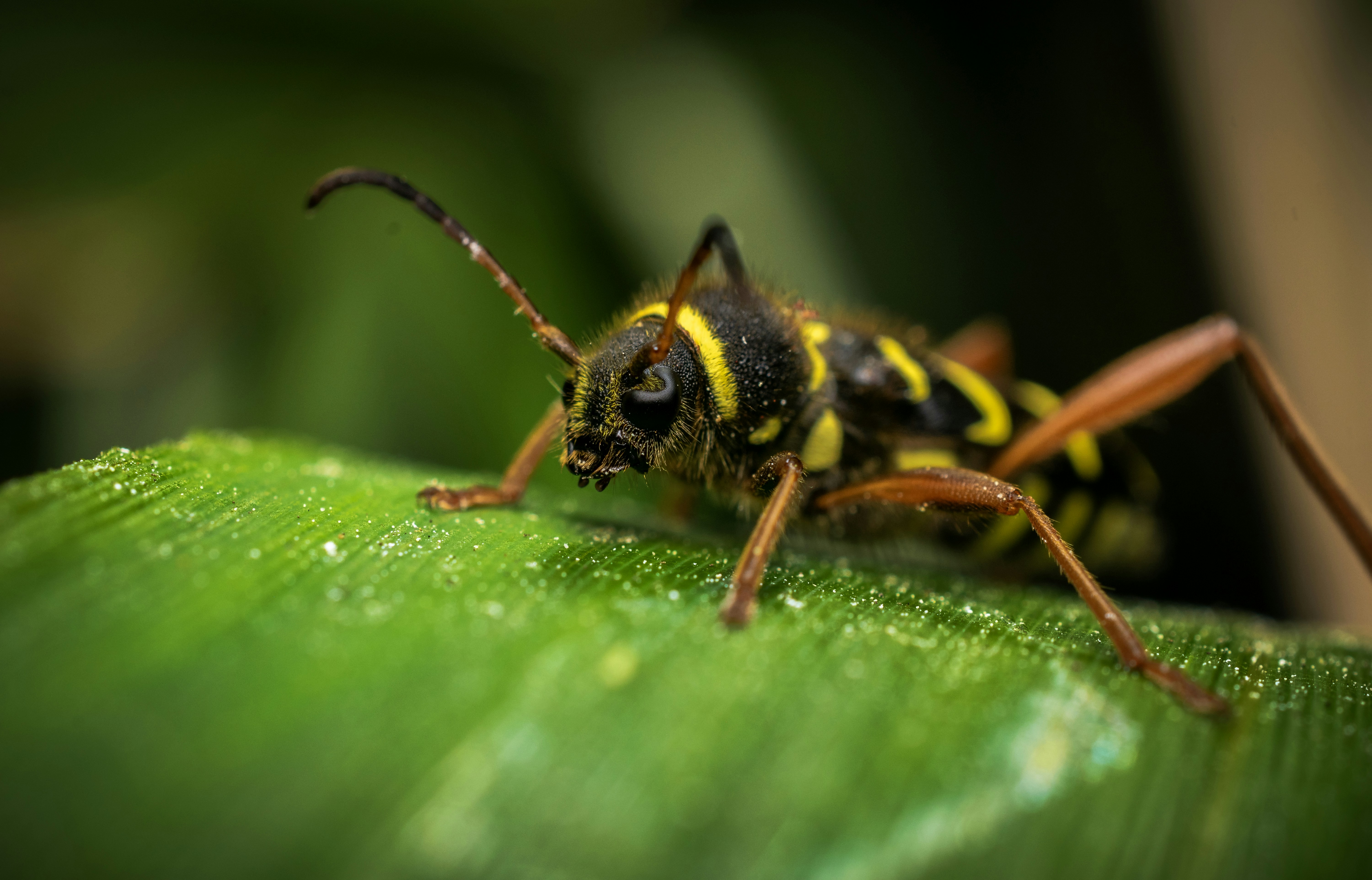 Un gros plan d’un insecte jaune et noir sur une feuille verte photo ...