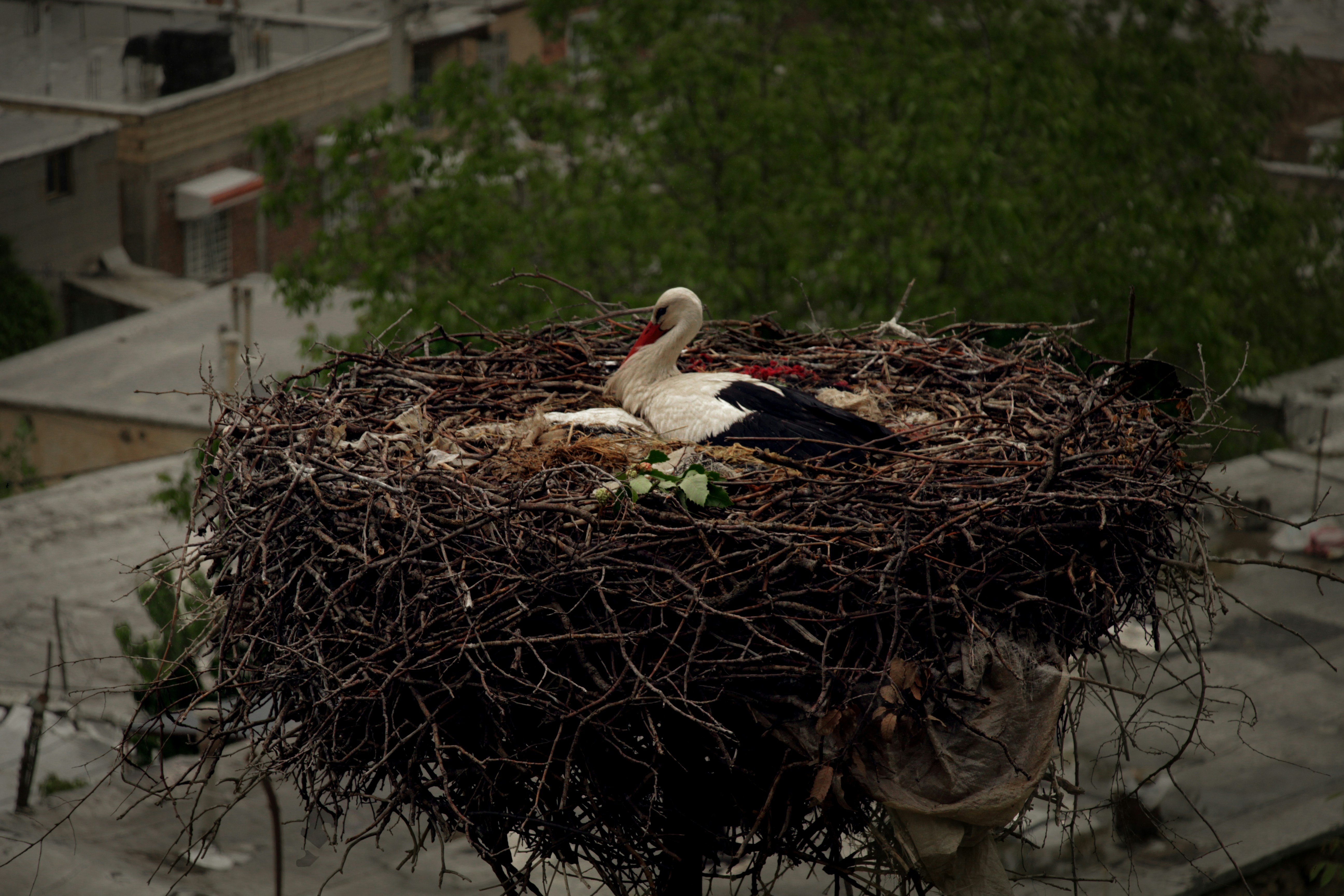 Concrete Crèche: Stork's City Nest Above the Quiet Rooftops