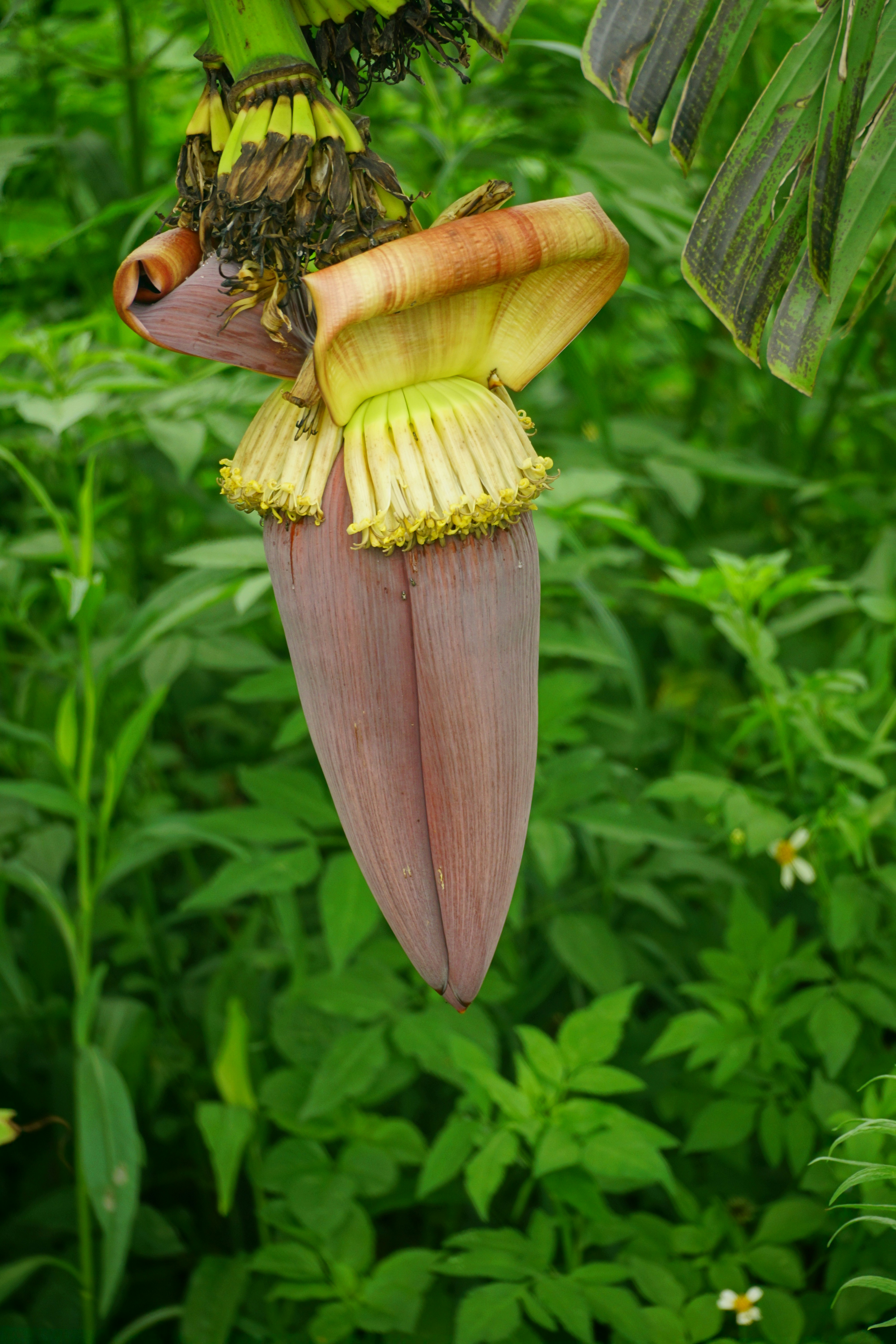 Banana Inflorescence: Purple Bracts Unfurling in Tropical Green